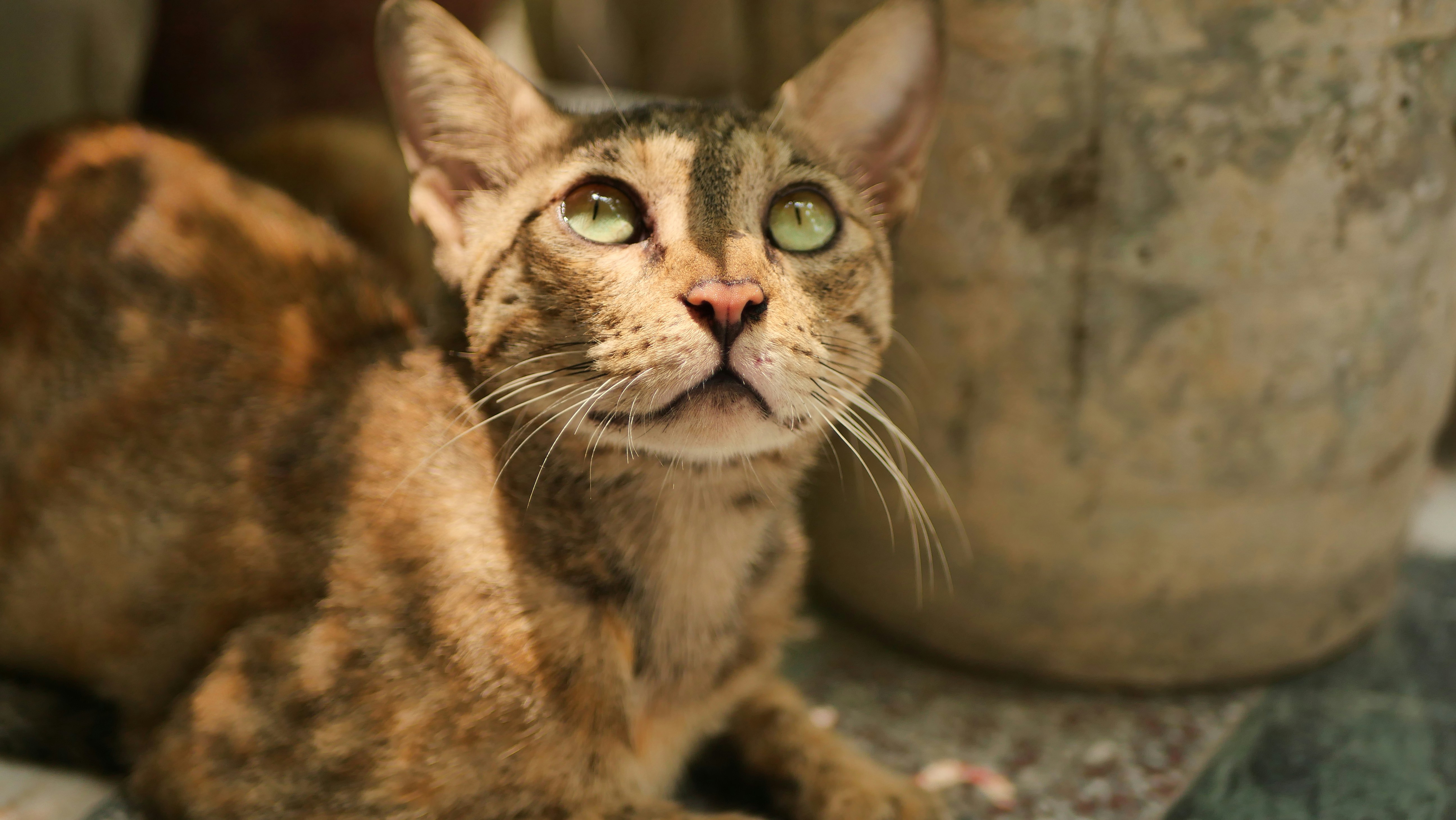 Close-up photograph of a tabby cat with green eyes gazing upward, framed by a textured wall and a weathered clay pot.