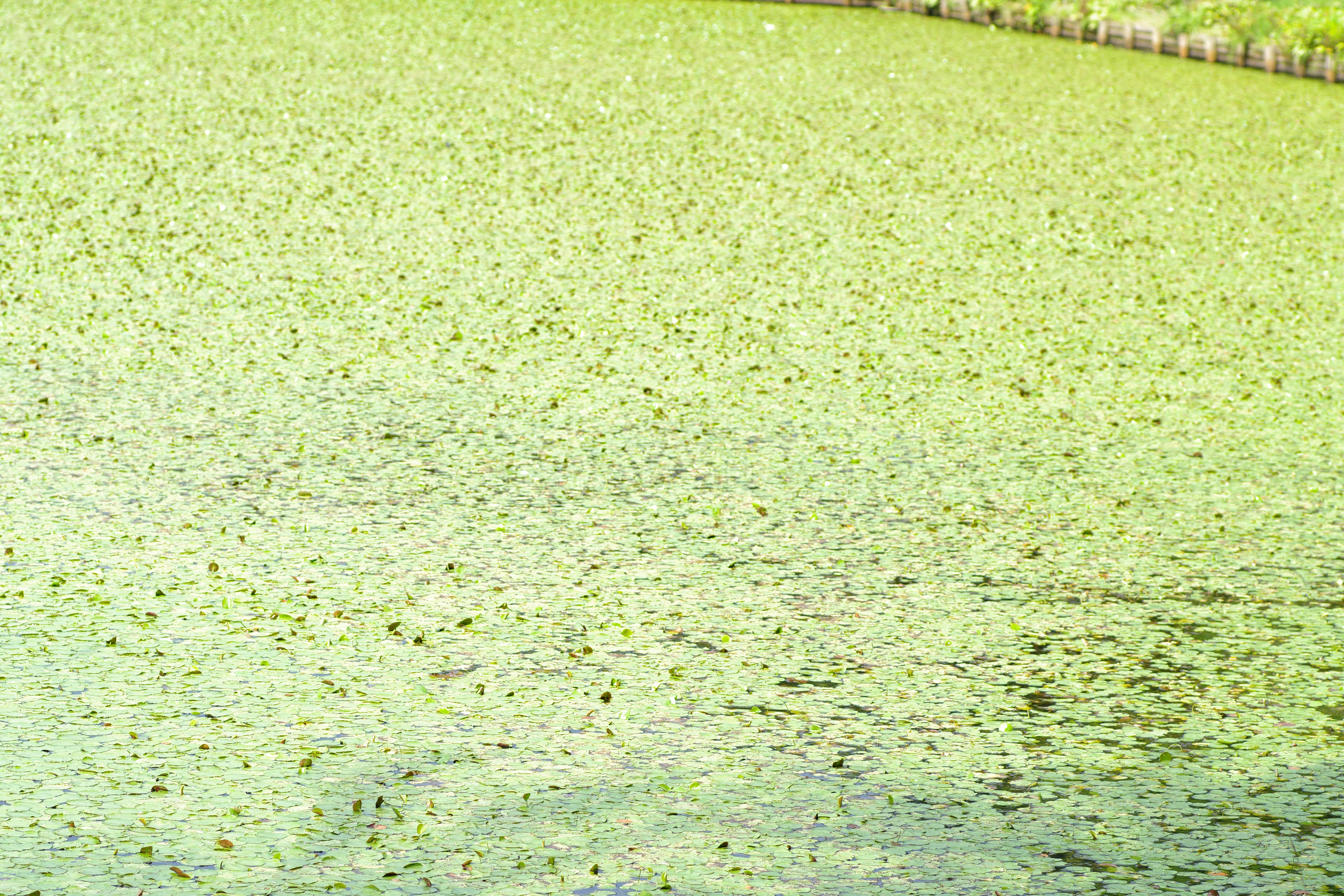A large body of water filled with lots of green algae photo – Free Land ...