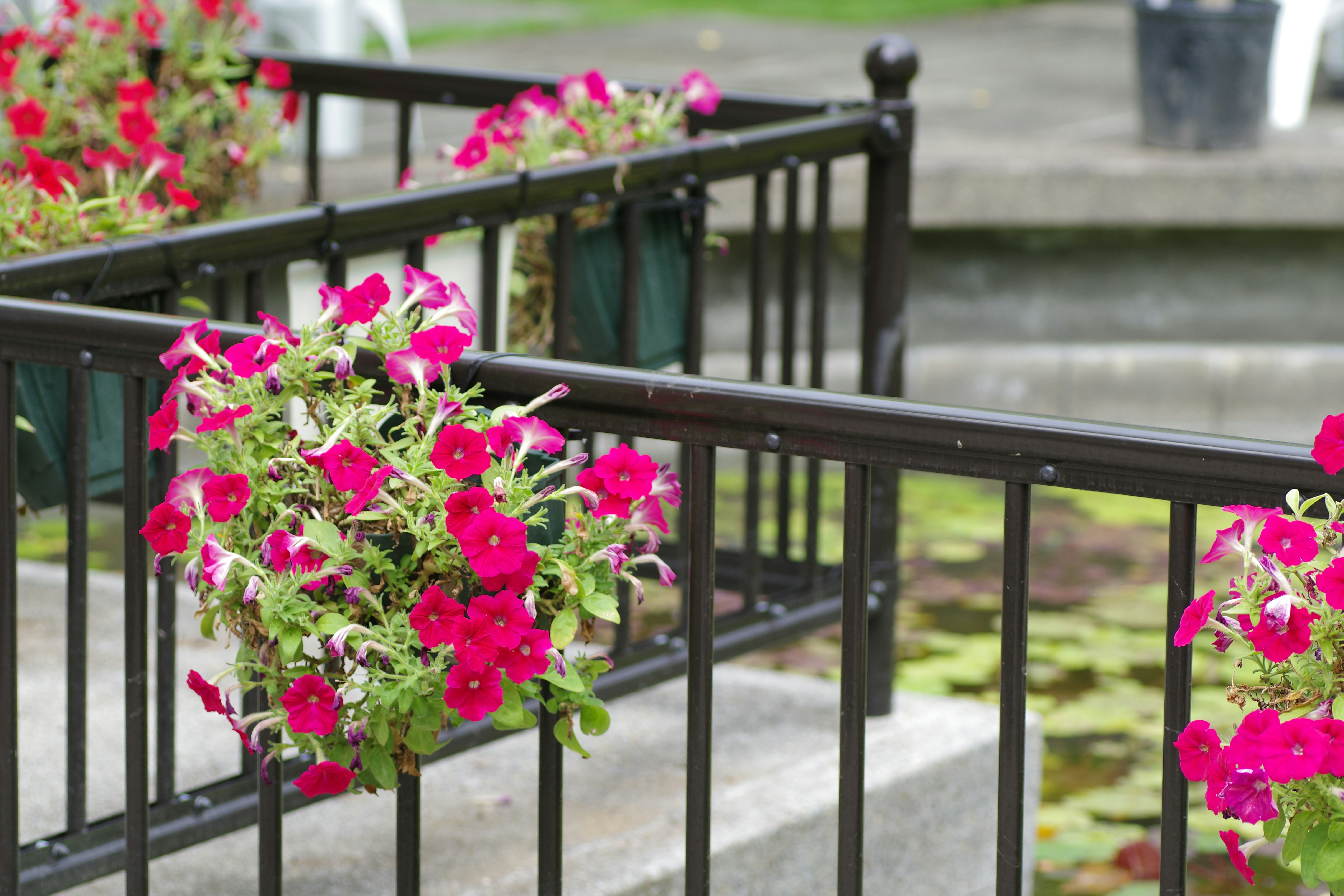 Crimson Blooms Framing a Quiet Riverside Rail