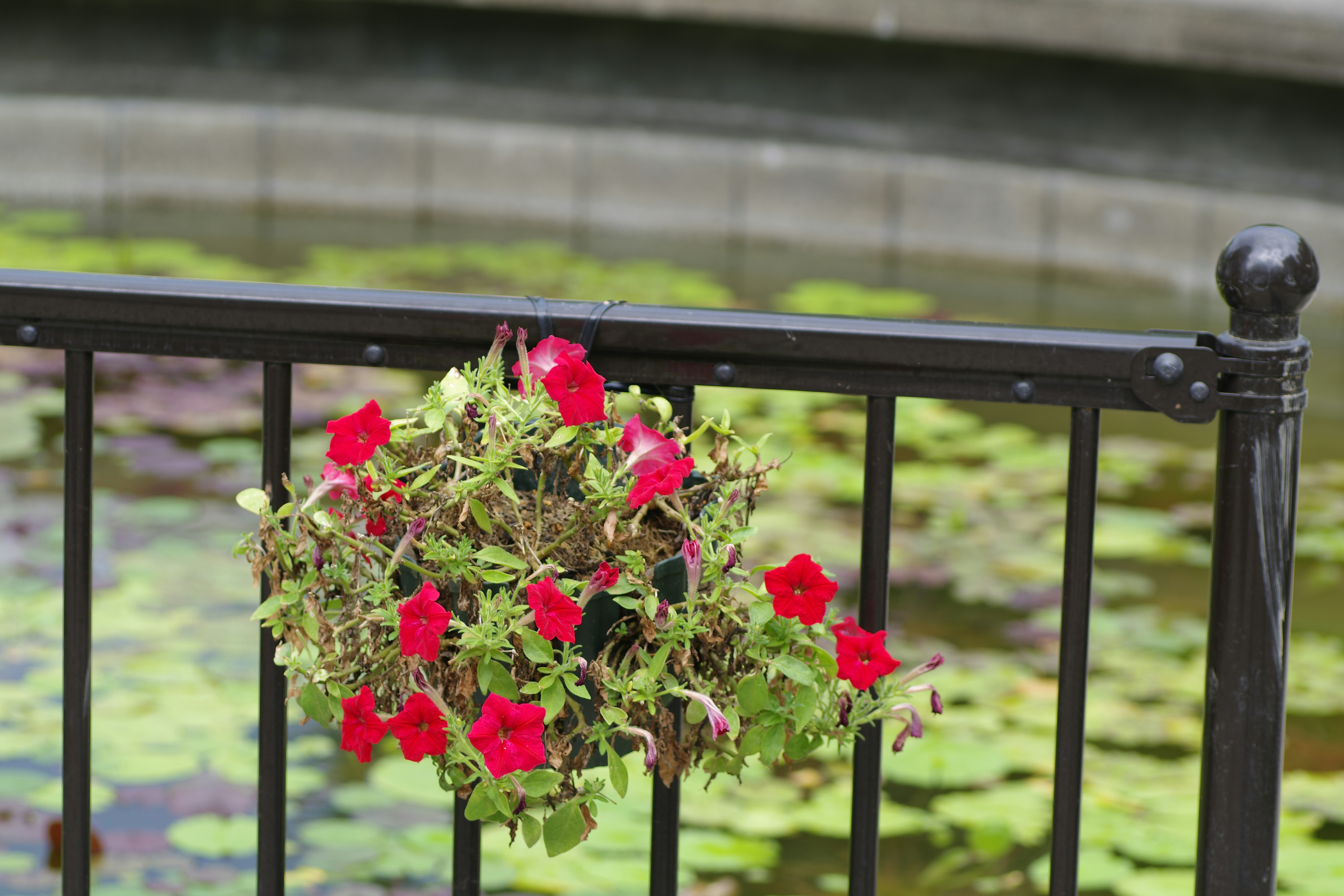 Red Blooms on Weathered Rail: Blooming Contrast by the Pond