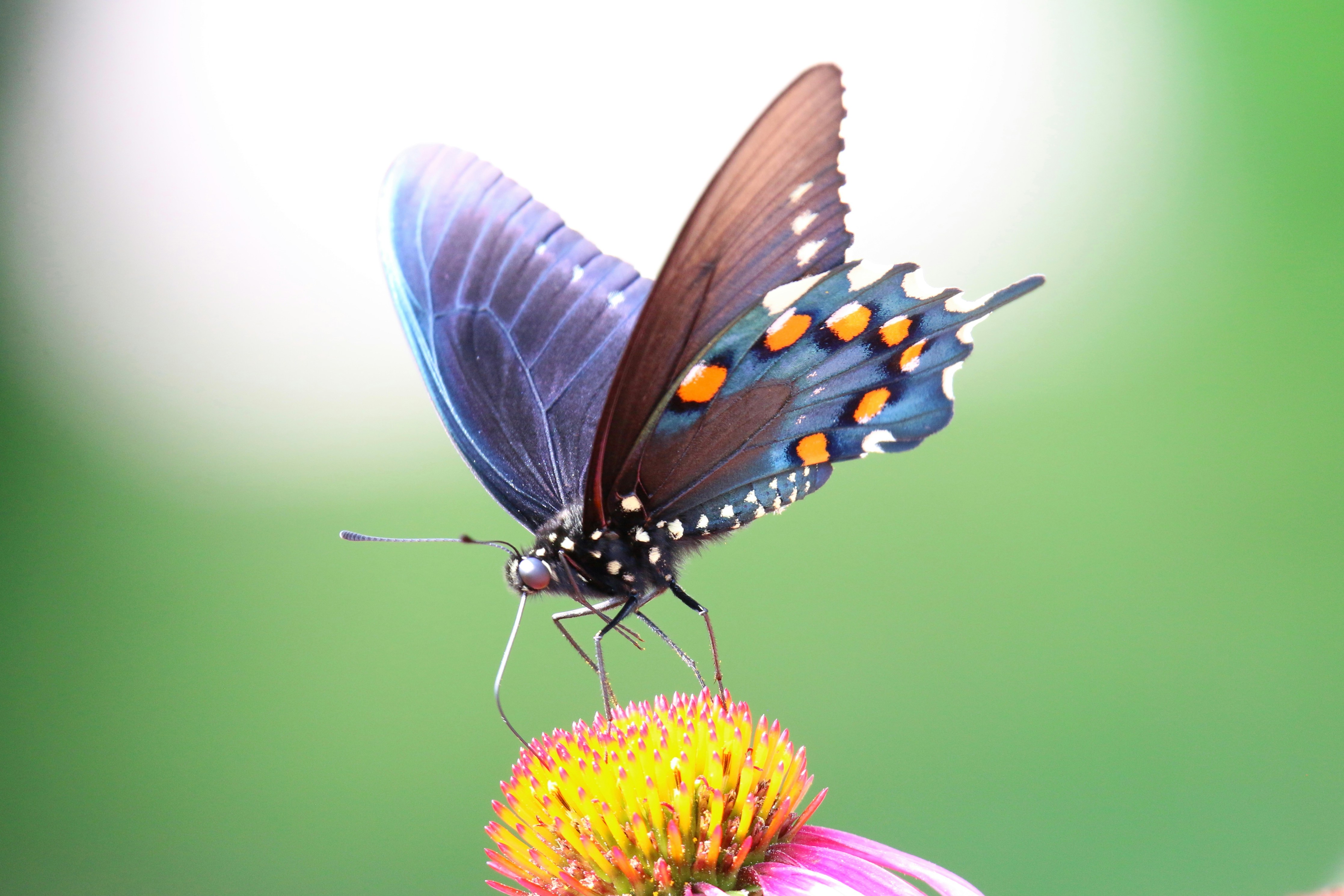 Blue-patterned butterfly on a sunny flower, a moment of delicate balance