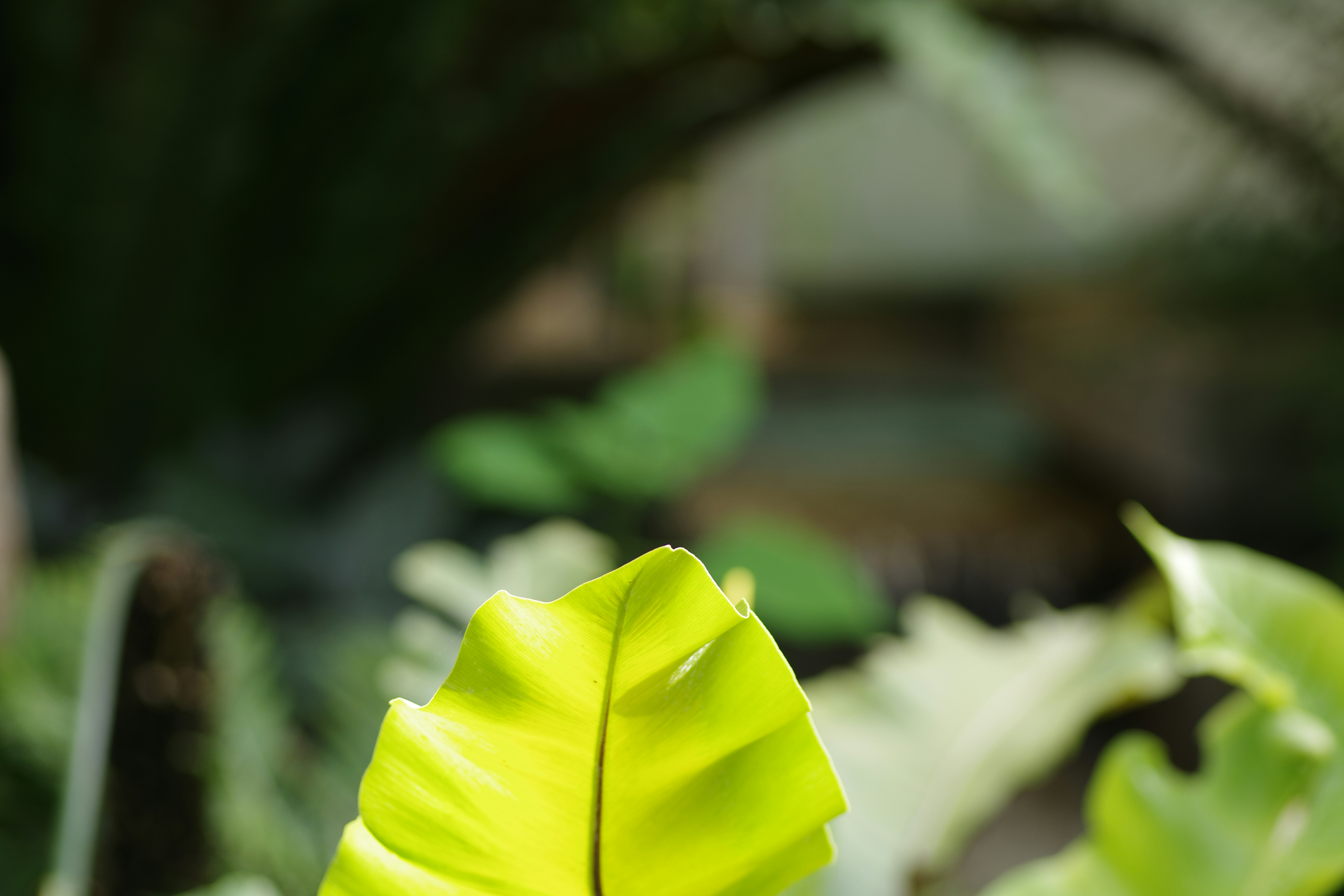 Sunlit Vein: A Close-Up of a Leaf Amid a Soft-Blurred Garden