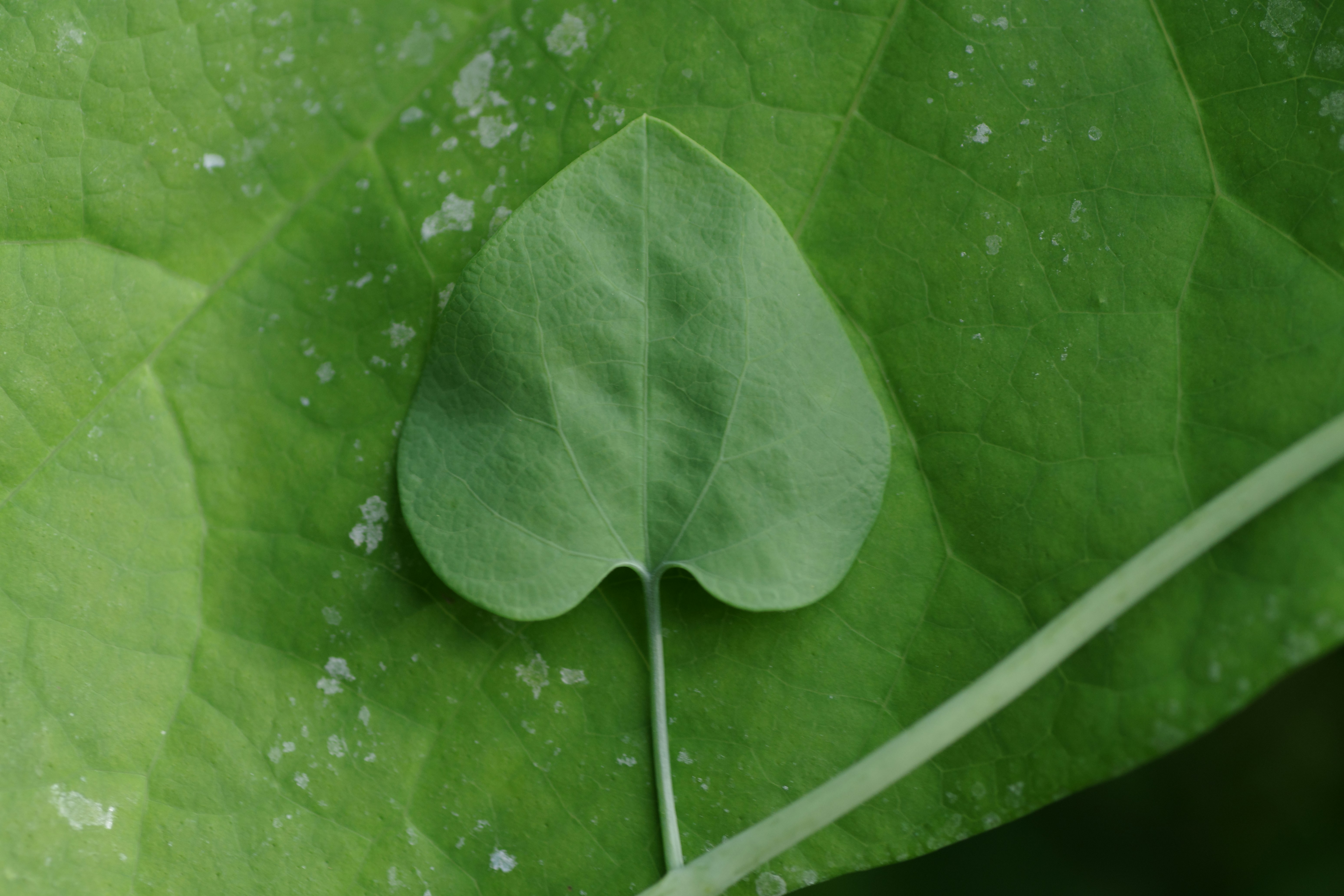 Luminous Leaflet: A Close-Up of a Heart-Shaped Leaf Growing from a Broader Vein