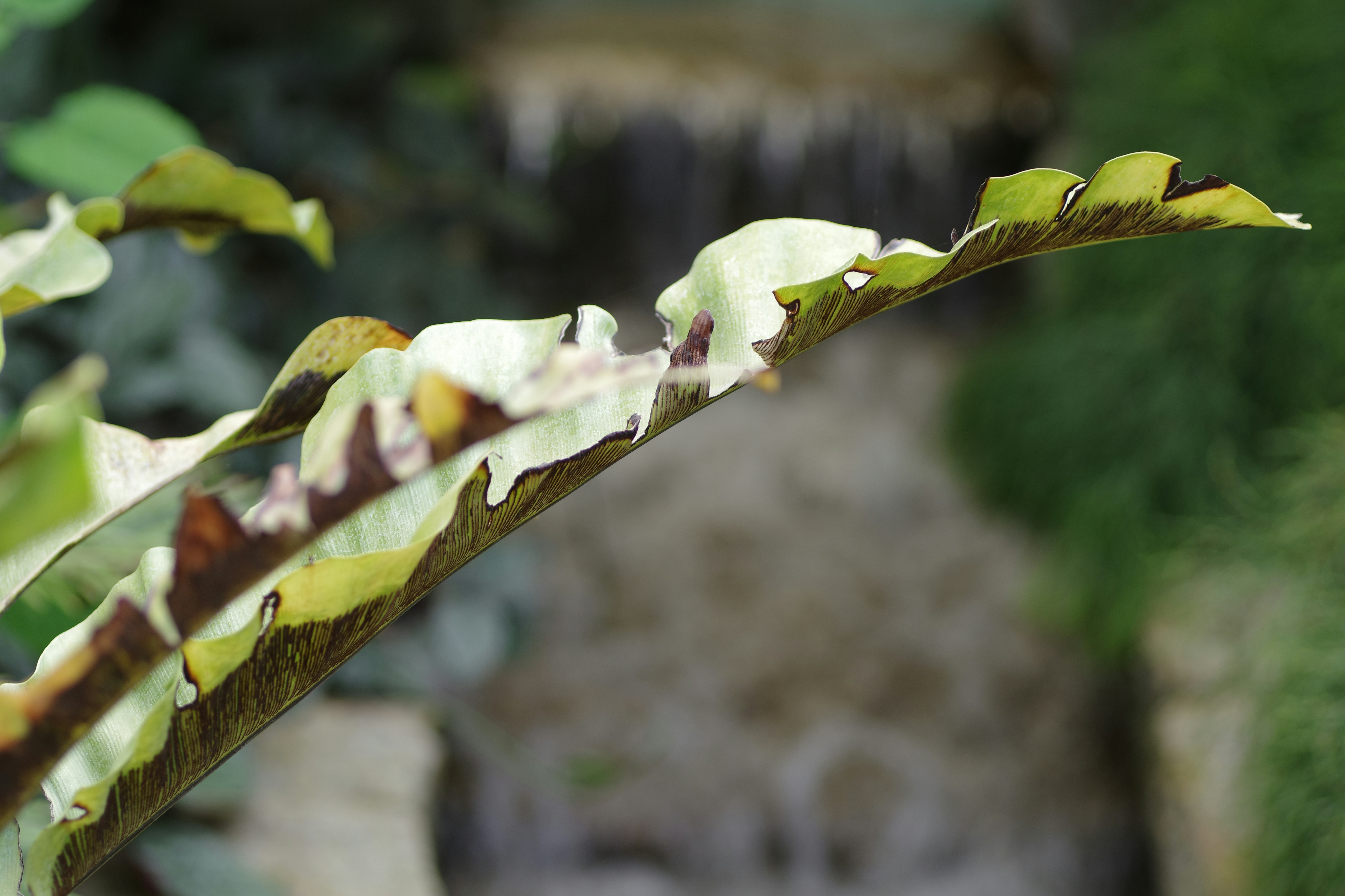 Edge Details on a Diagonal Leaf Against a Blurred Stone Backdrop