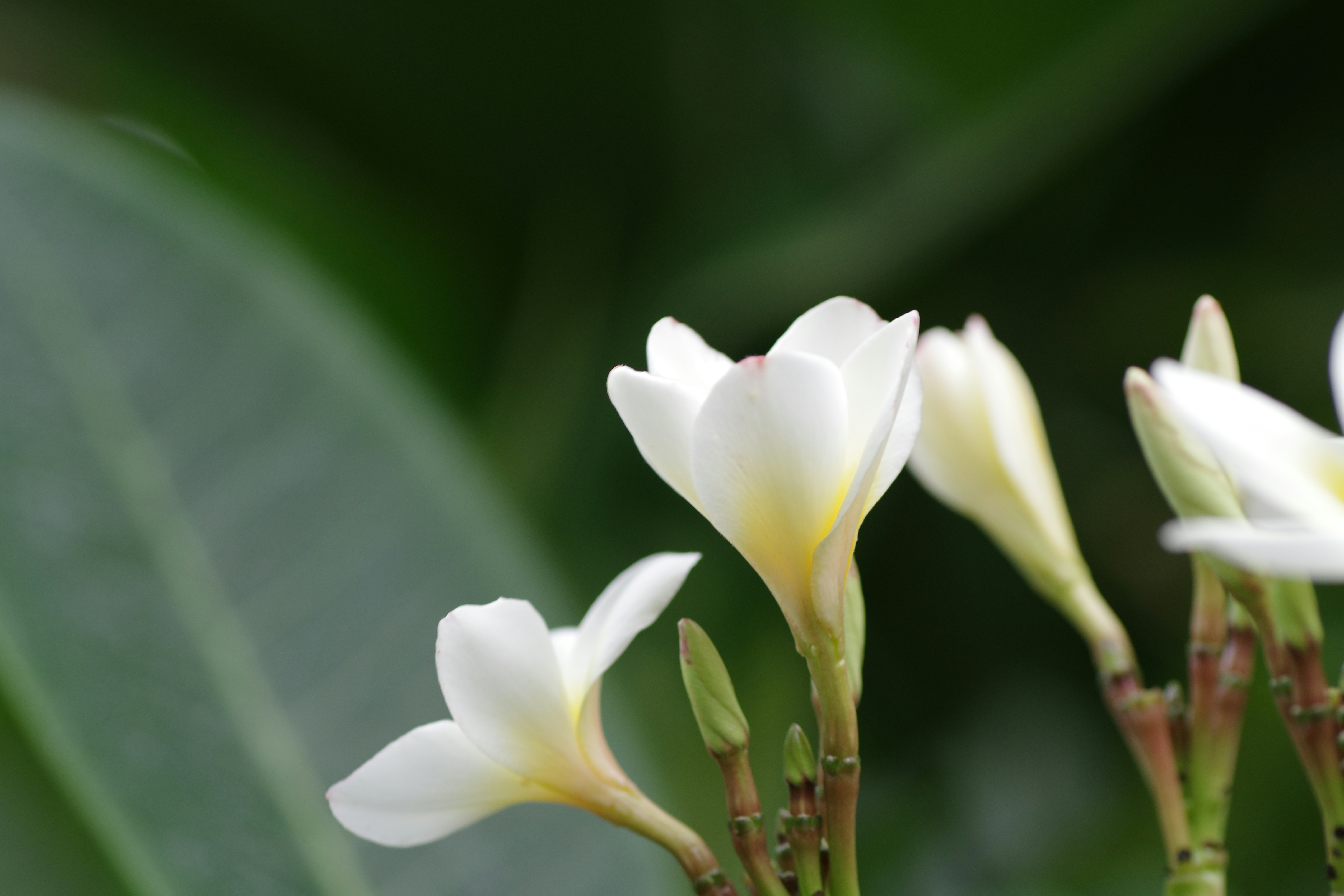 Beautiful green and flower garden、新緑と美しい花が織りなす絶景 A superb view of fresh greenery and beautiful flowers