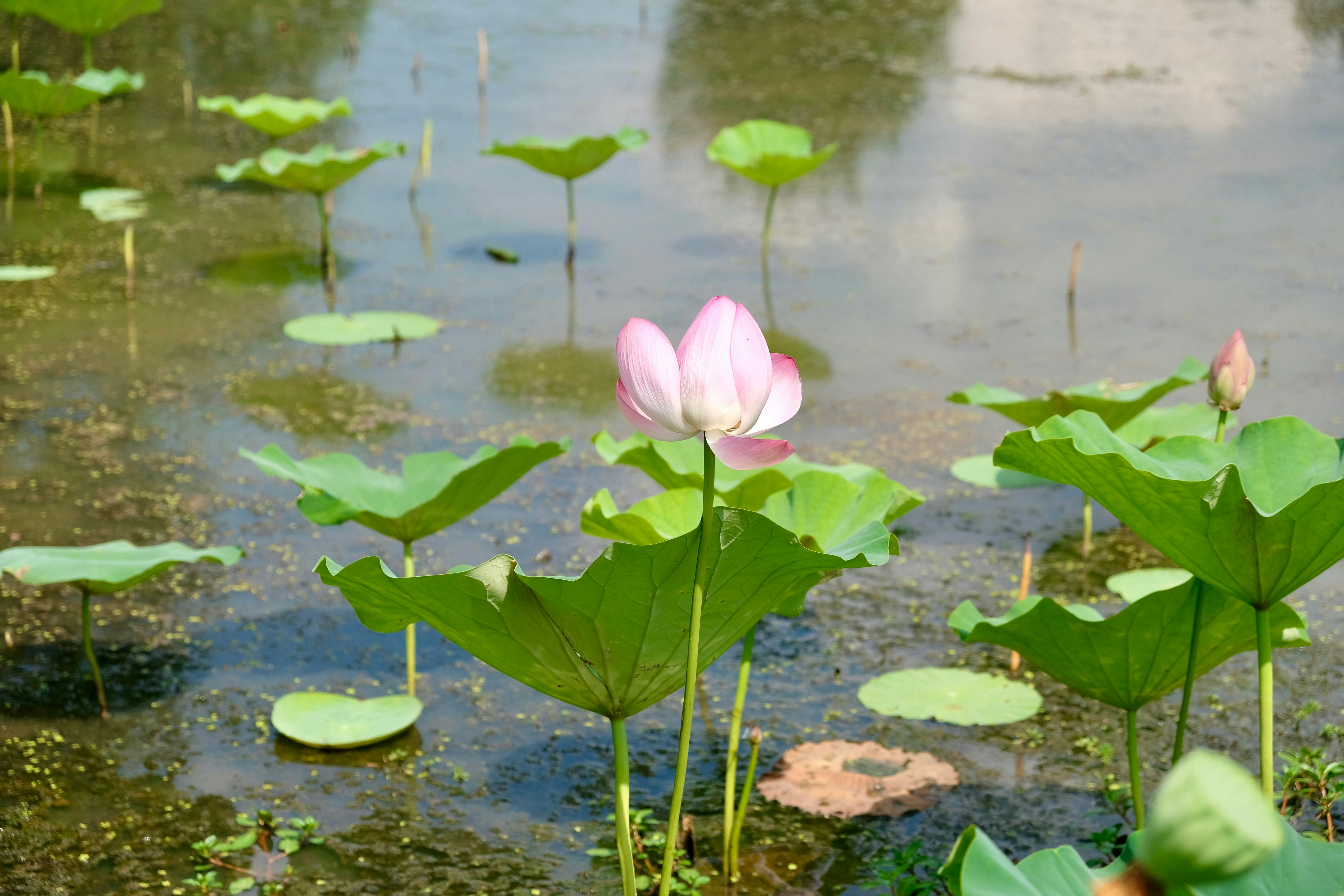 Water lillies in bloom at Kenliworth Aquatic Gardens by Sara L. Cottle