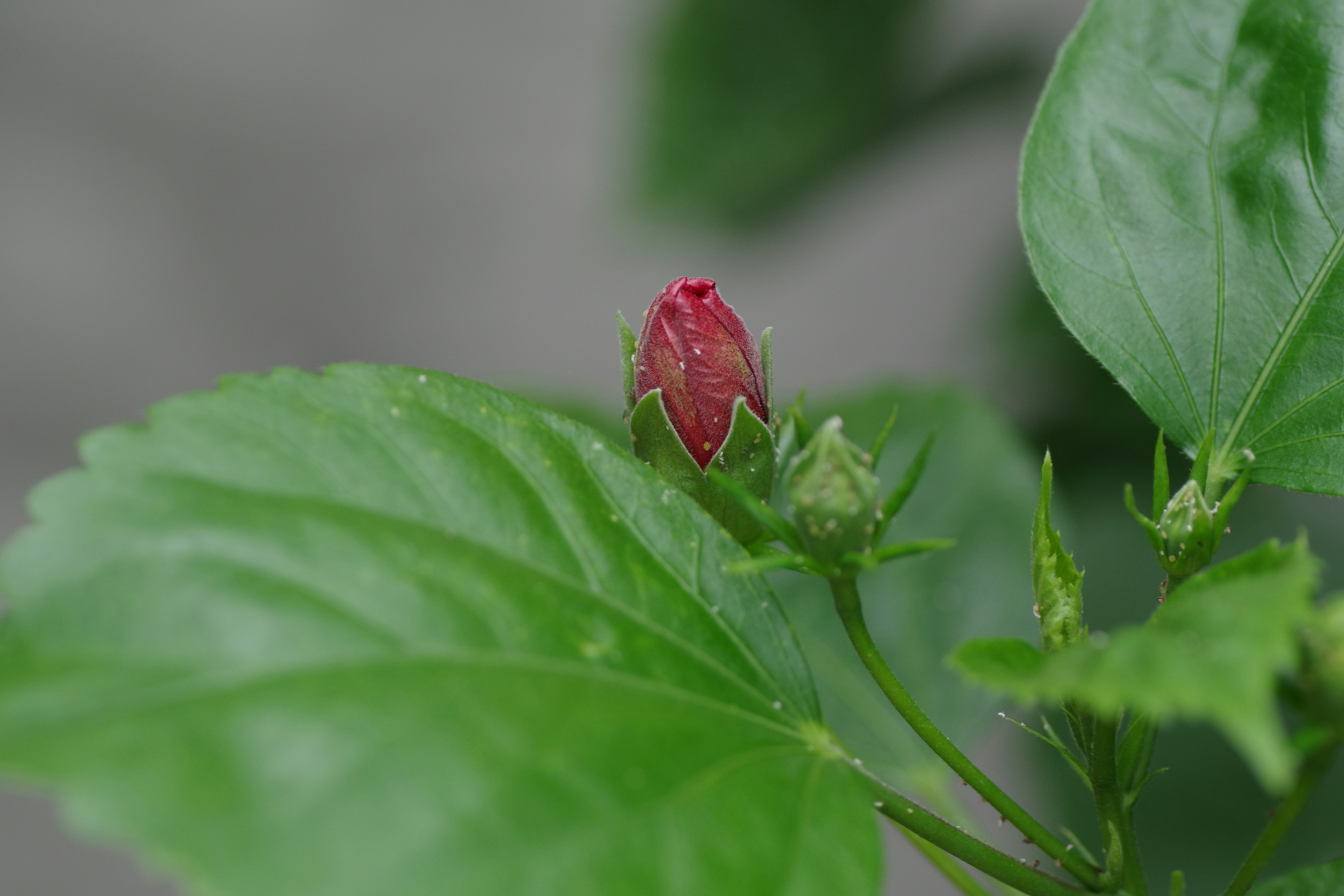 Crimson Bud Emerging from Velvet Green: A Close-Up on Spring's Quiet Moment