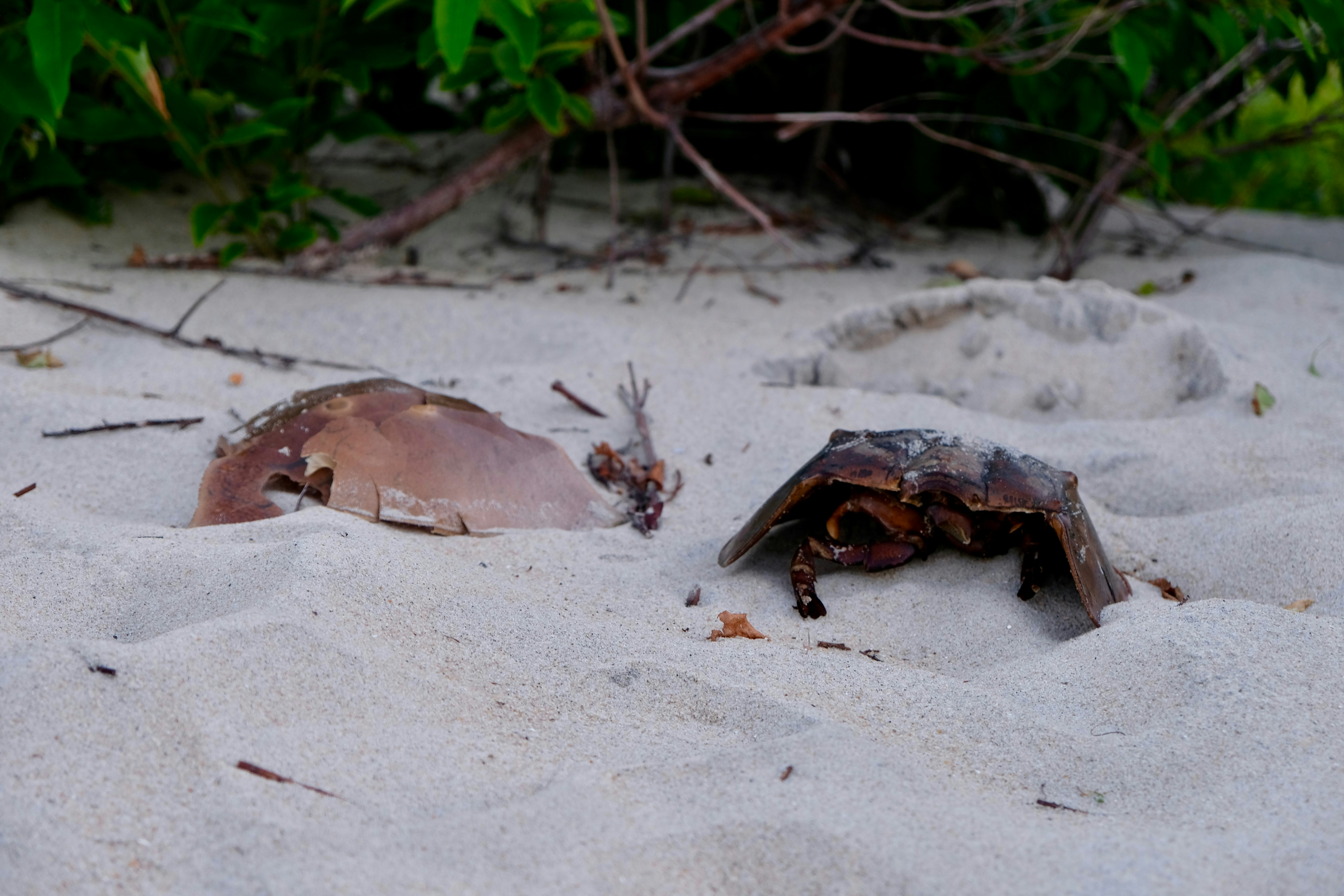 13 Ancient Animals Still Alive Today - Animals Around The Globe