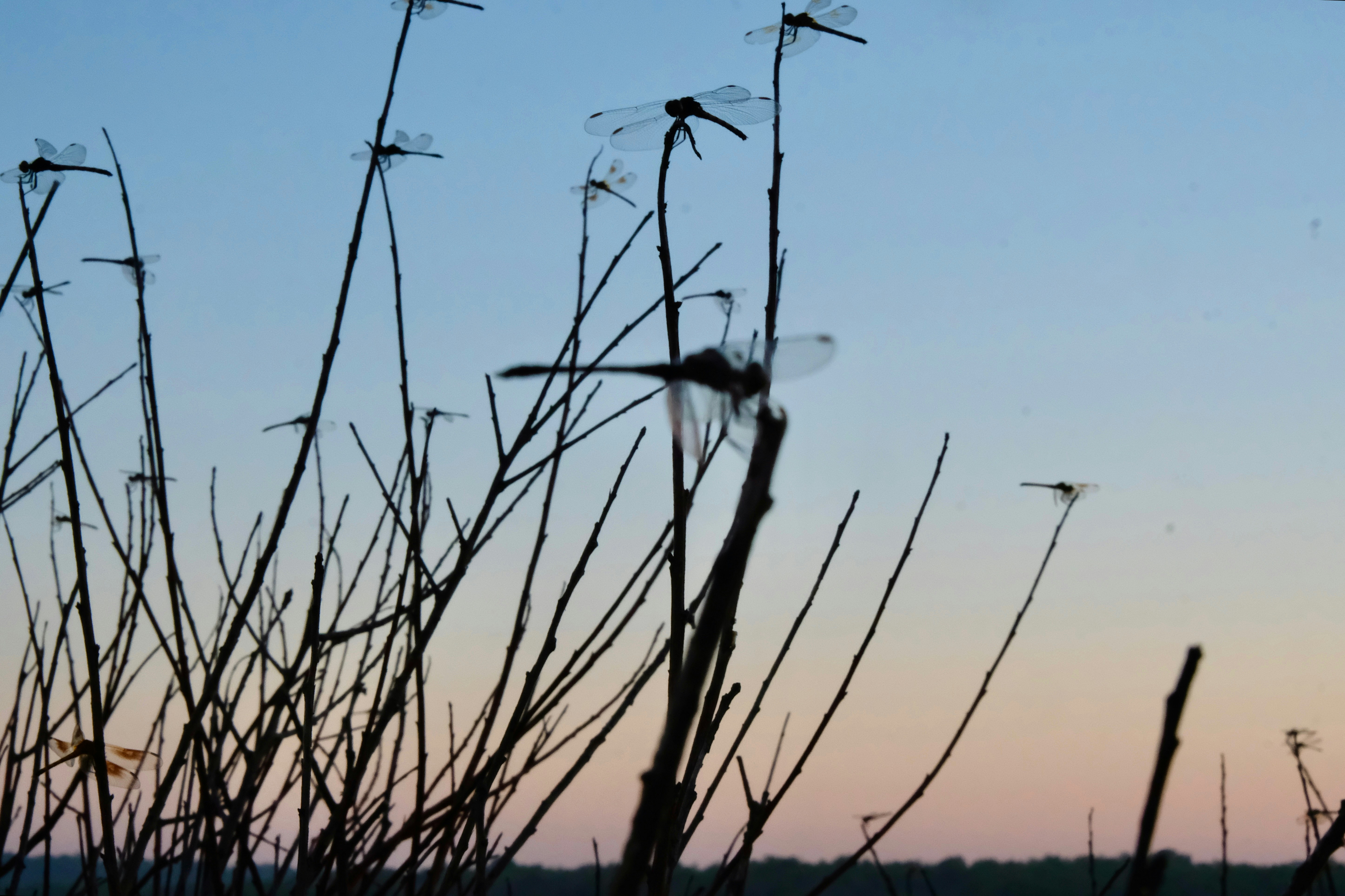 Dragonflies sit atop beach bushes at Assateague Island by Sara L. Cottle