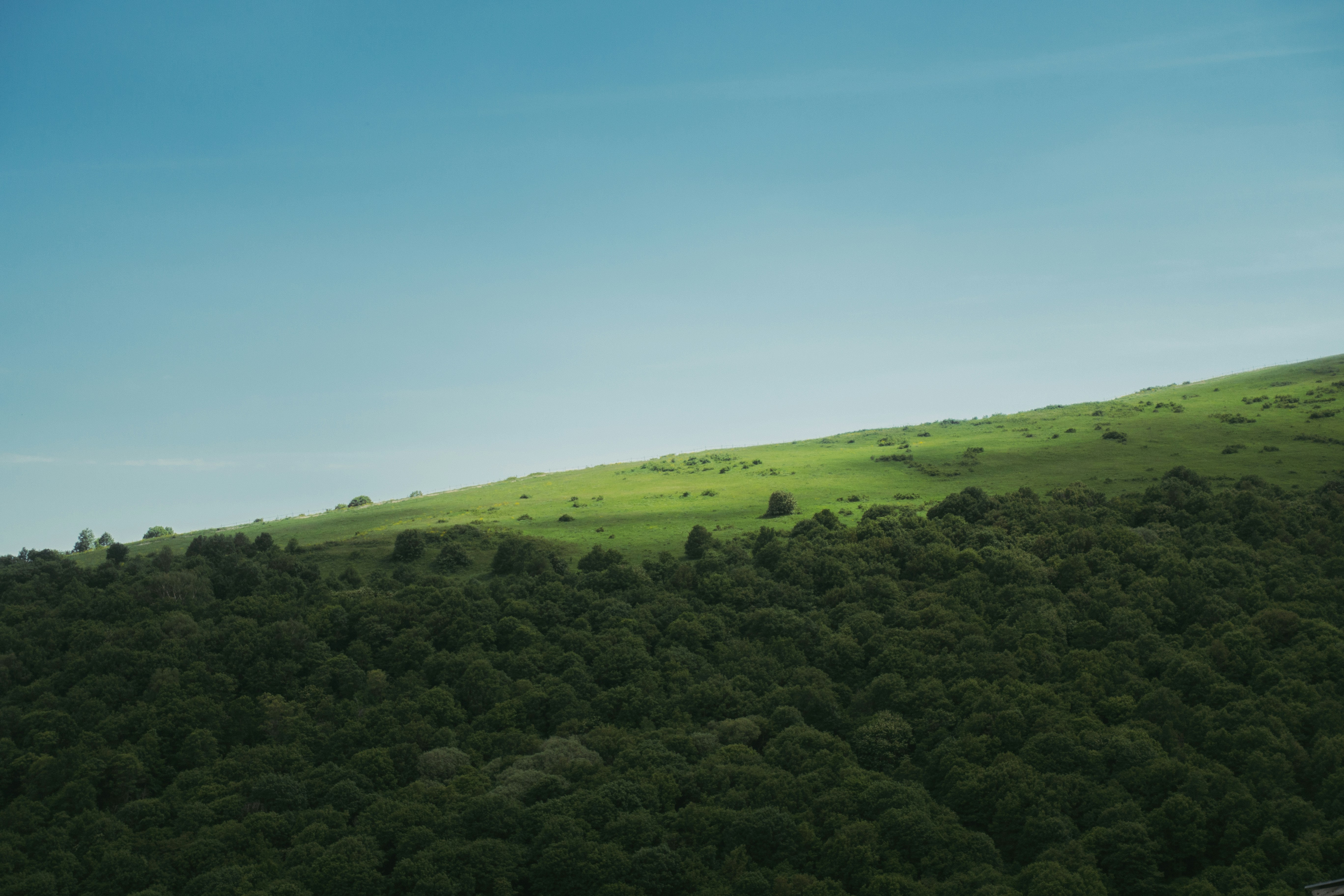 A lush green hillside covered in trees under a blue sky photo – Free ...