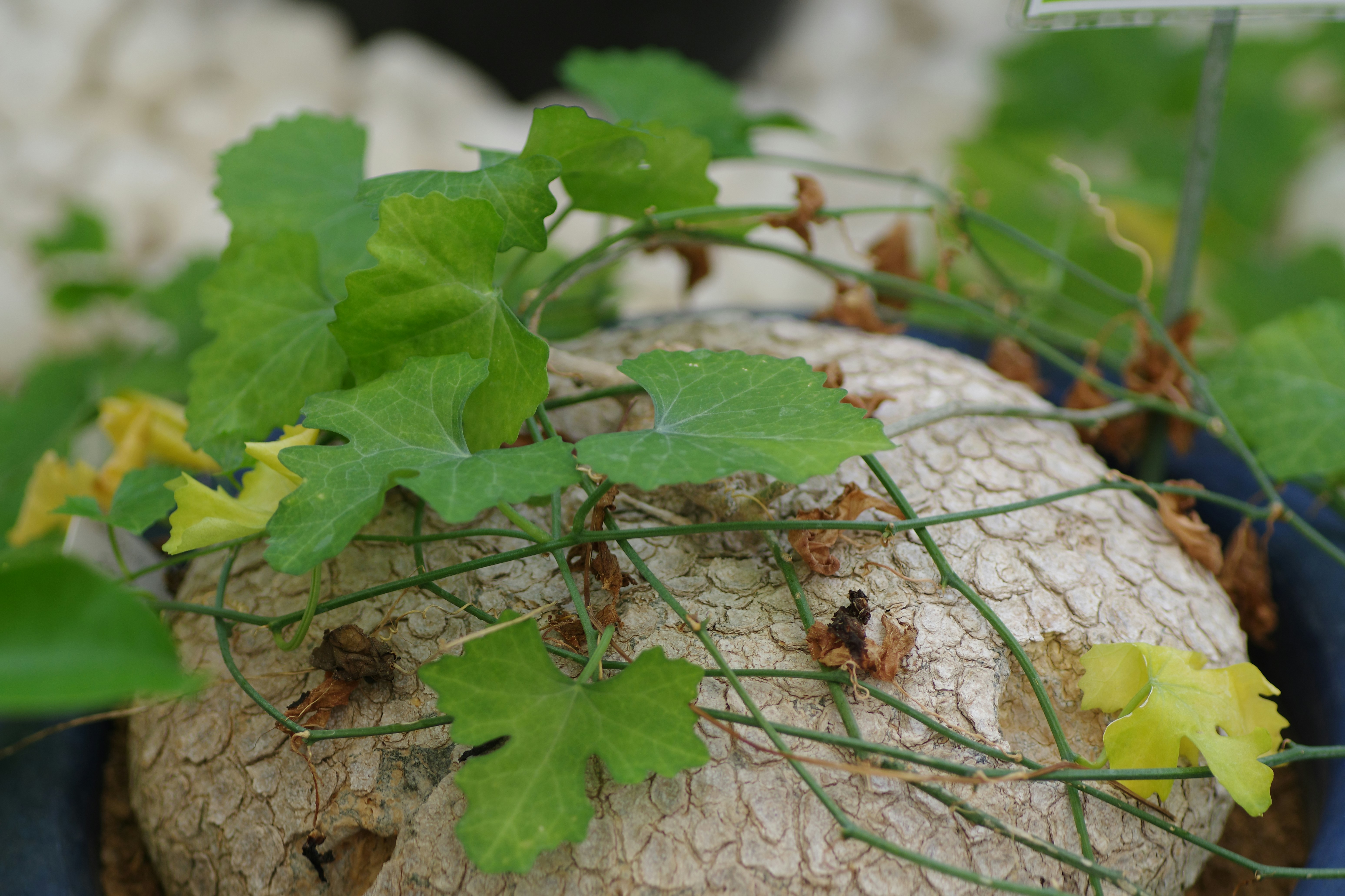 Green Tendrils on Weathered Earth: A Quiet Soil Portrait