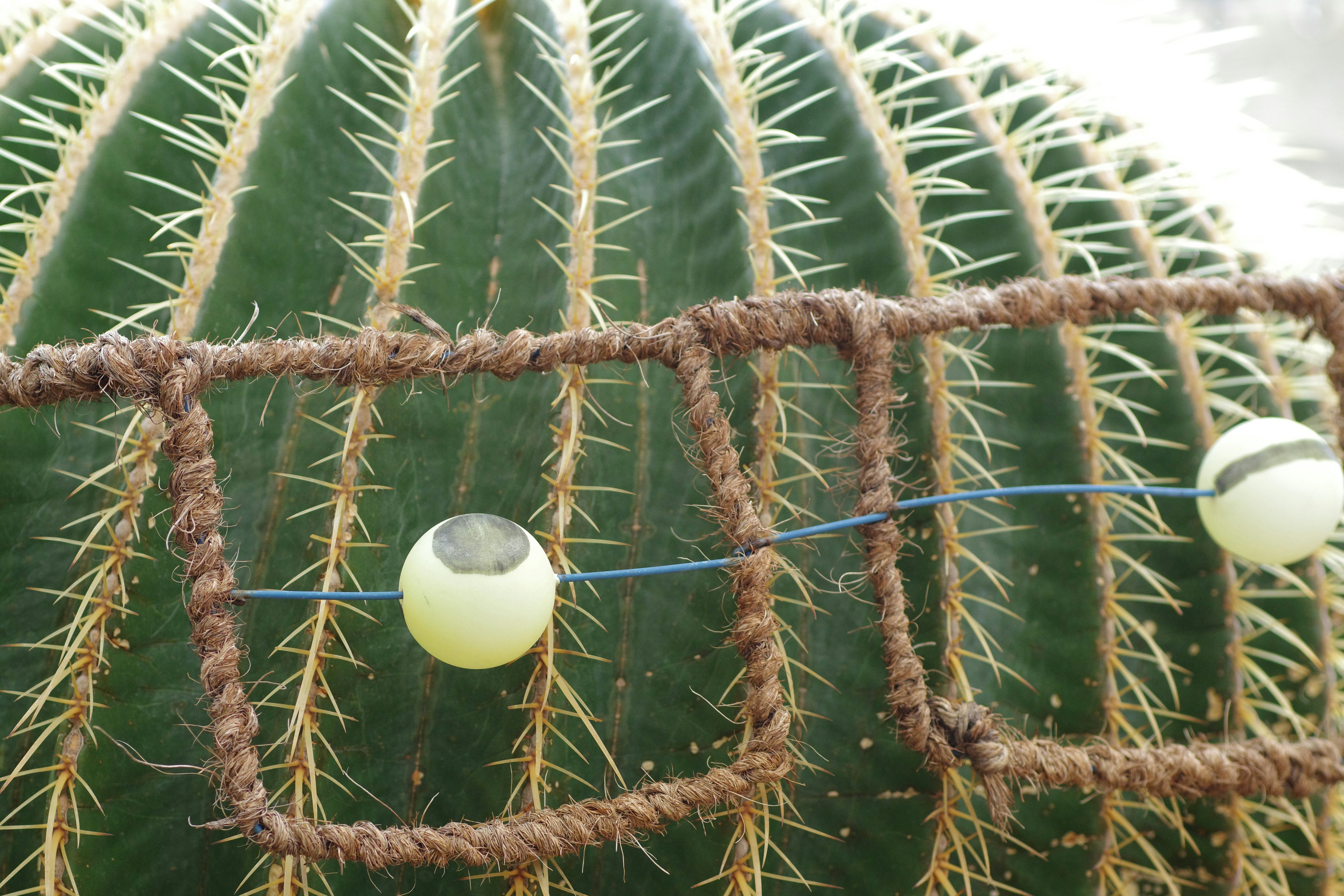 Lime Orbs Draped on a Blue Thread Across a Spiny Cactus
