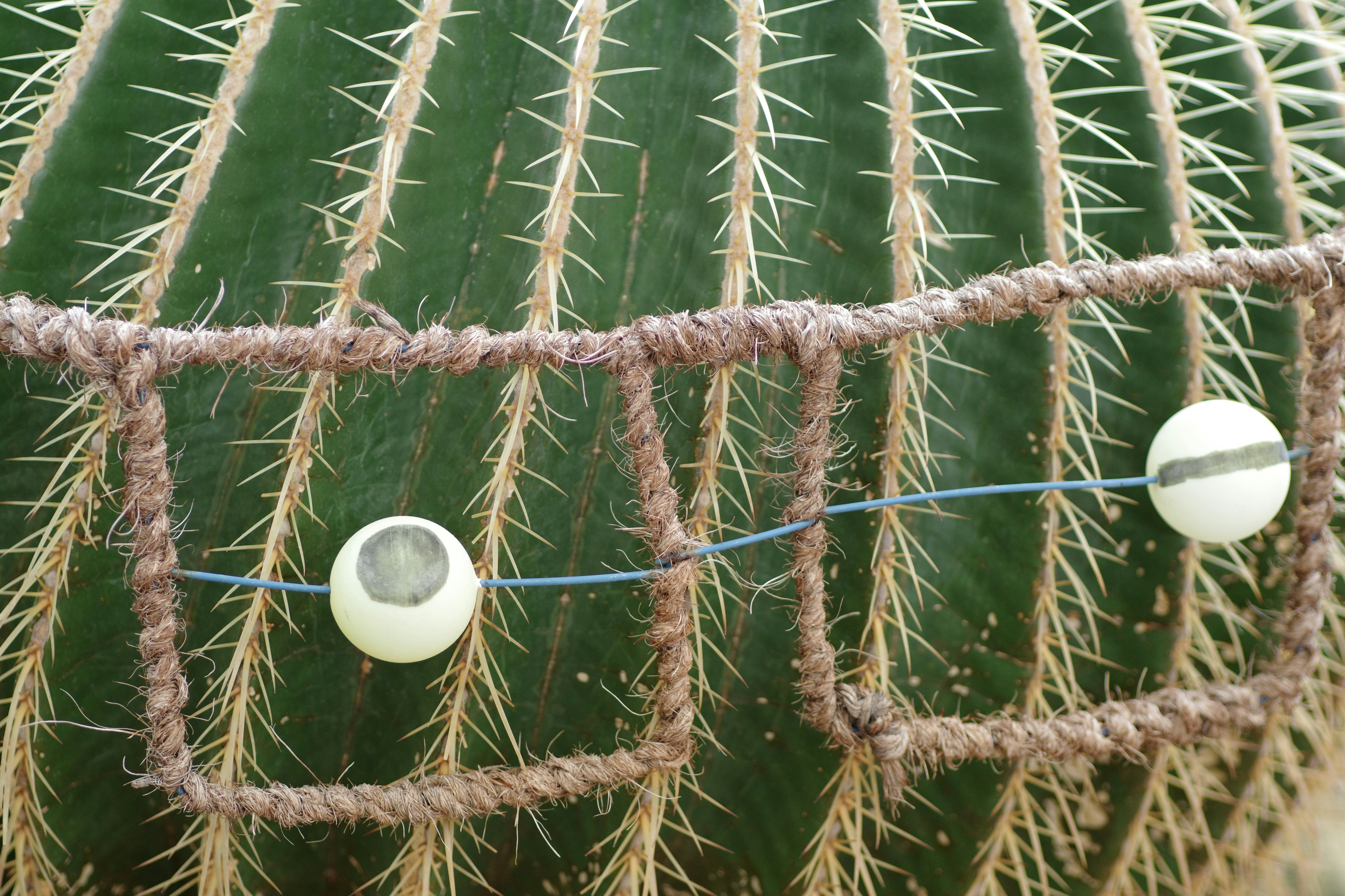Orbs on a Blue Thread Across Cactus Spines
