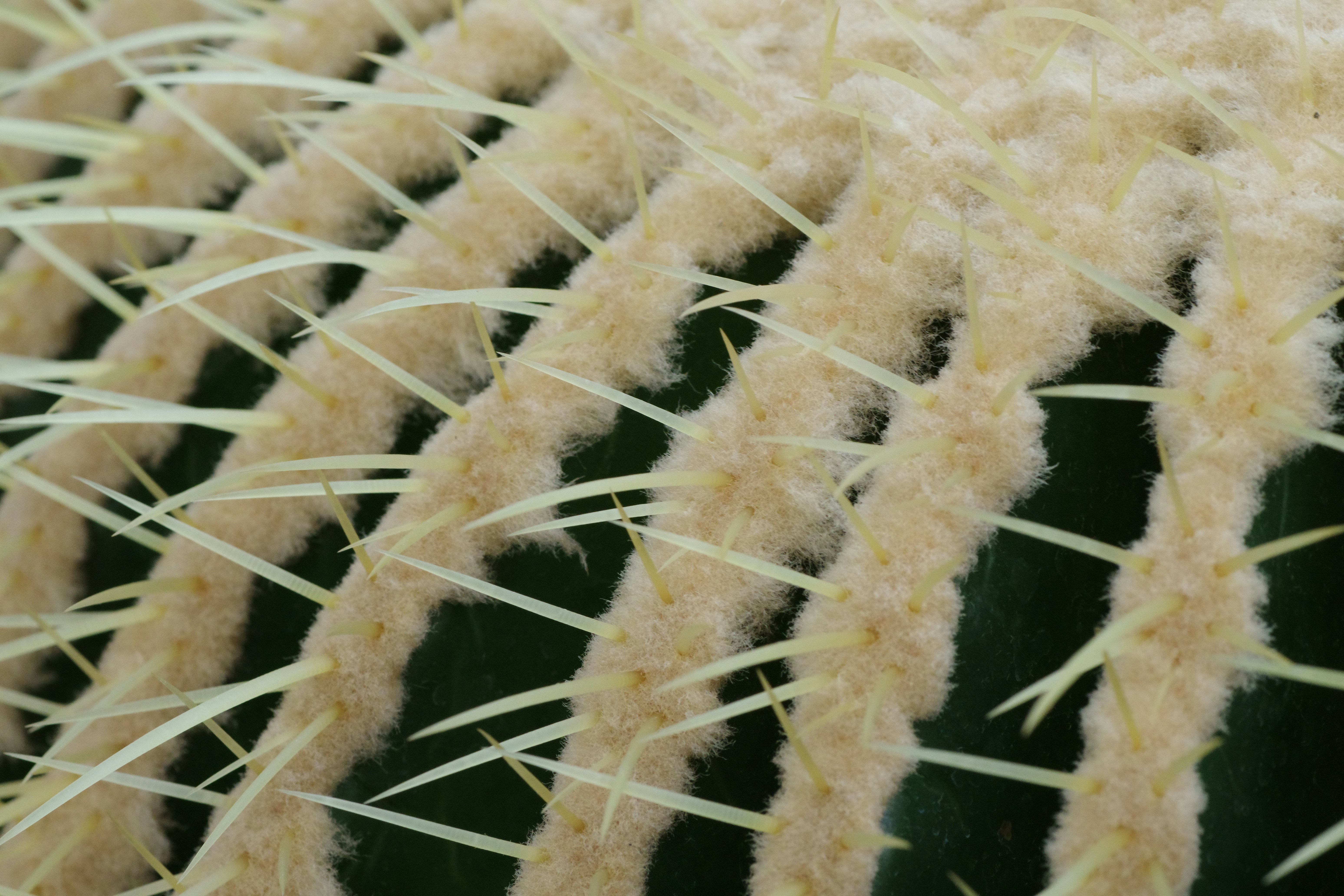 A close up of a green and white cactus photo – Free Cat Image on Unsplash