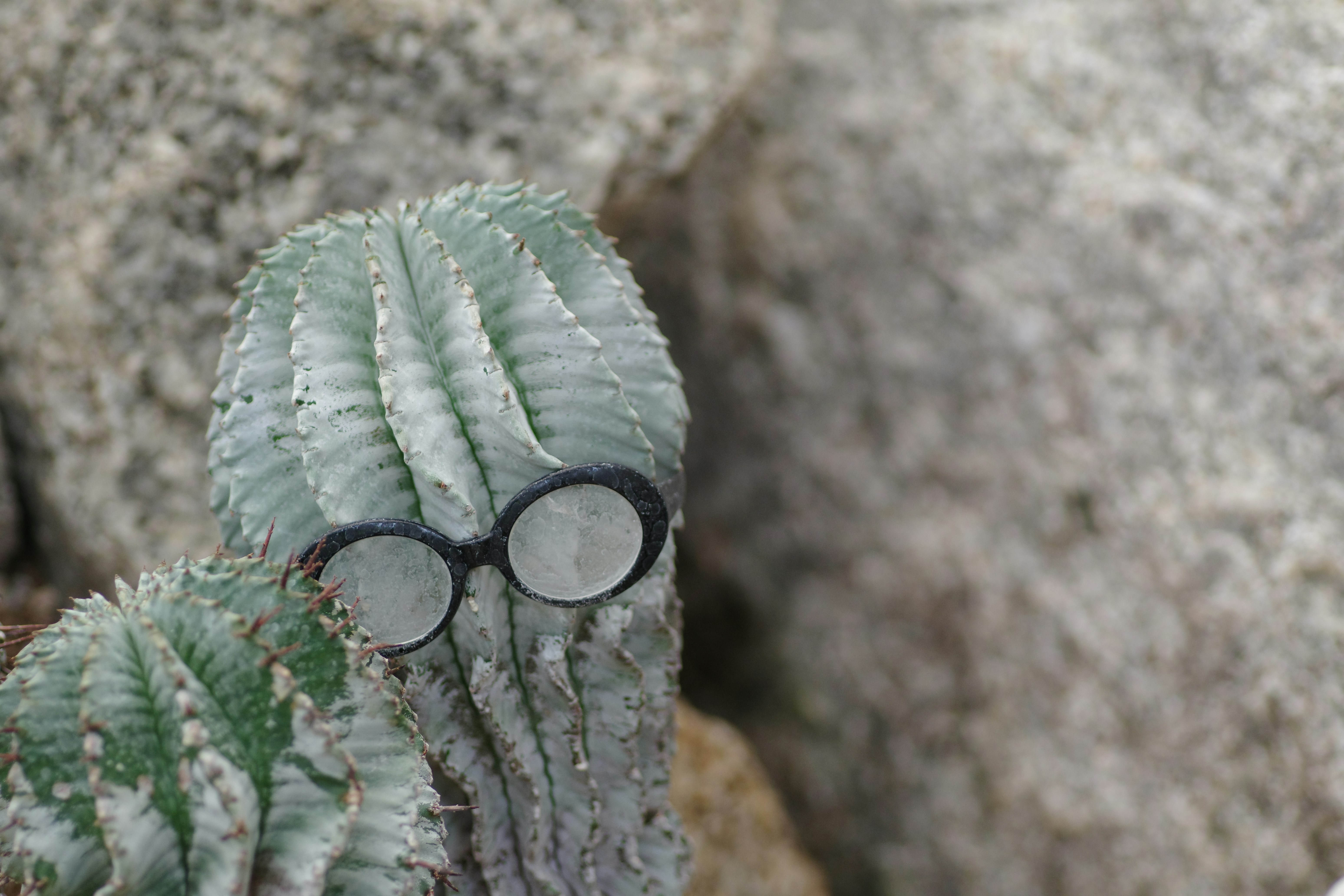 Spectacles on Spines: A Cactus Portrait Against Granite