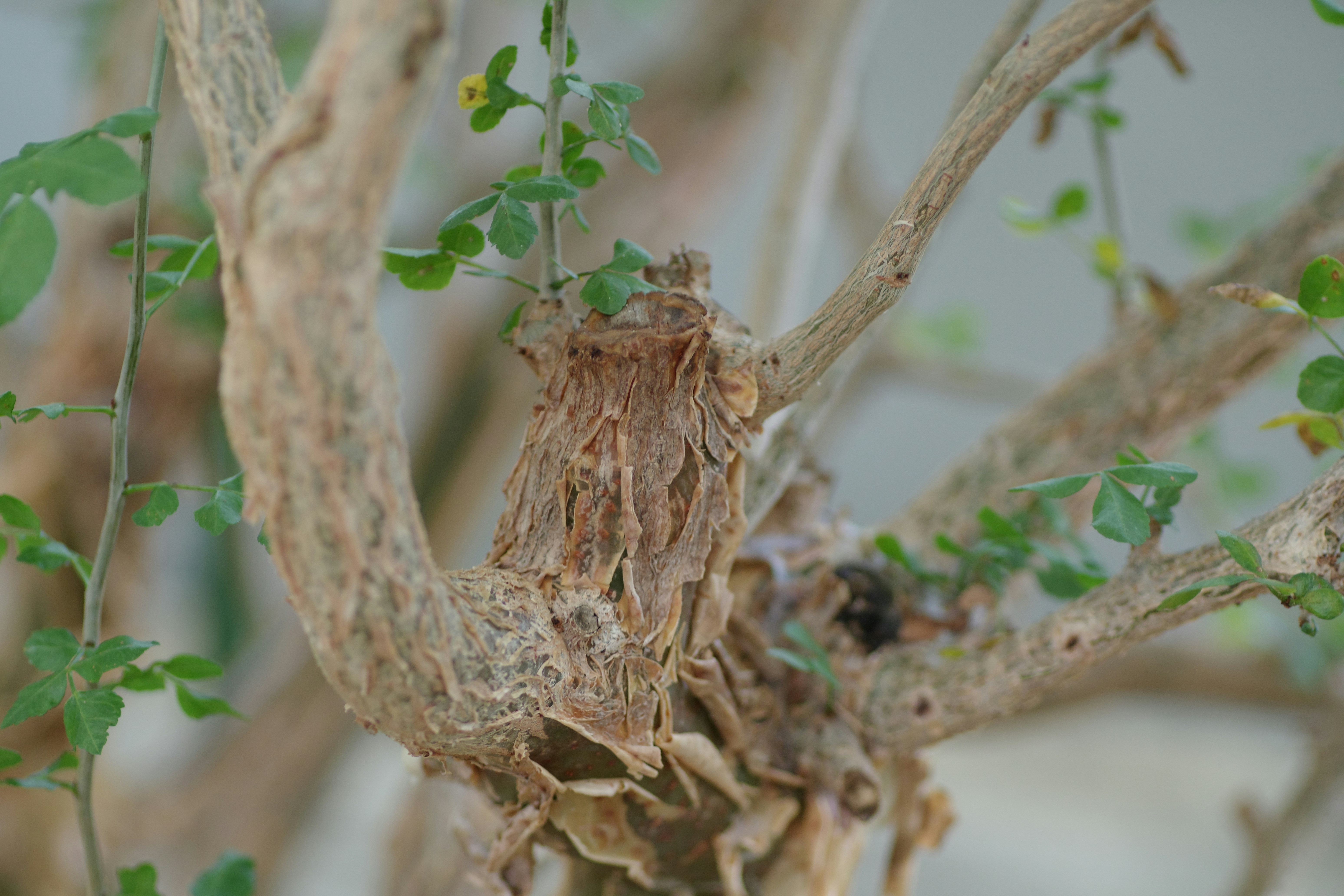 Beautiful green and flower garden、新緑と美しい花が織りなす絶景 A superb view of fresh greenery and beautiful flowersNaoki Suzuki