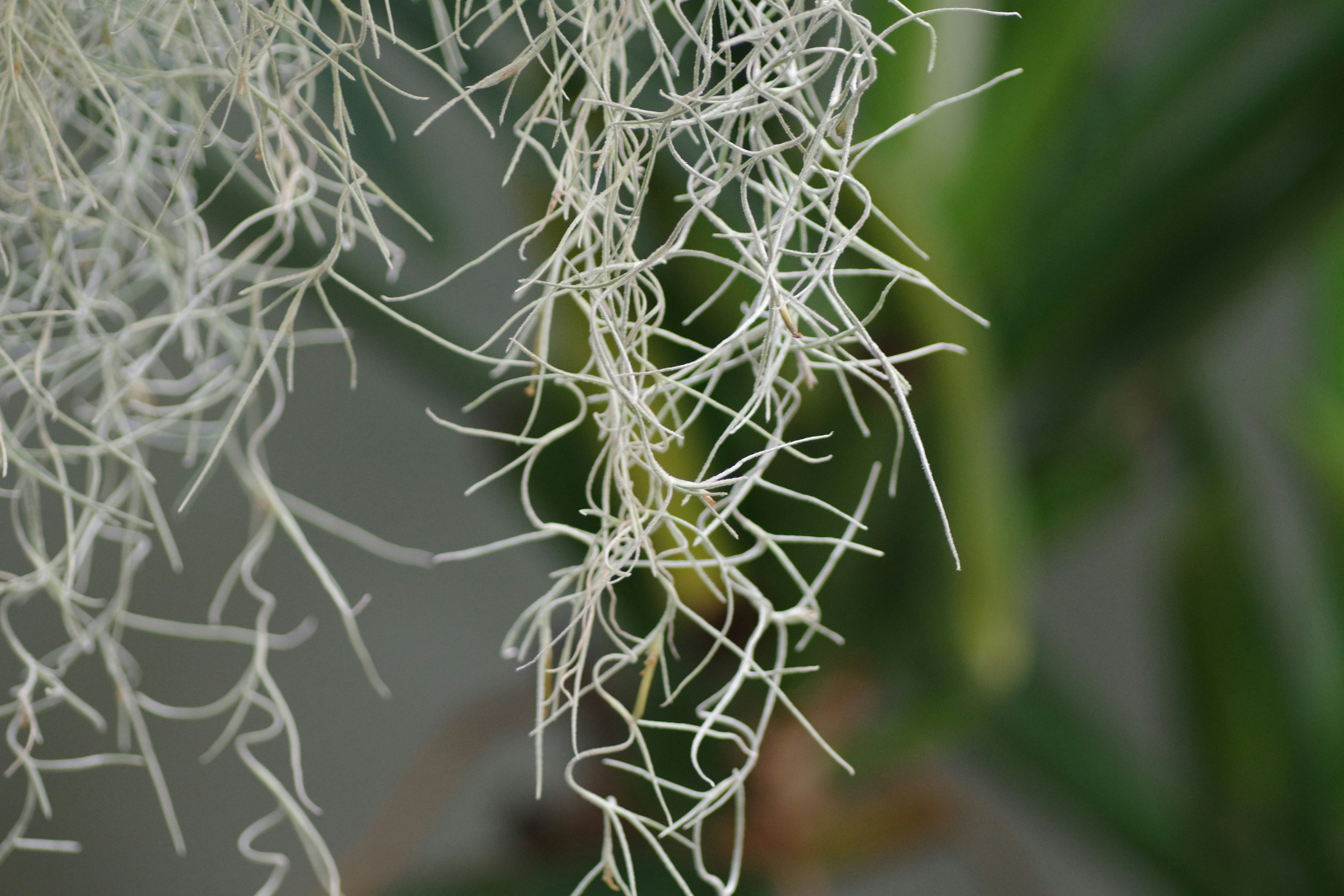Feathery Moss Threads in a Soft Green Backdrop