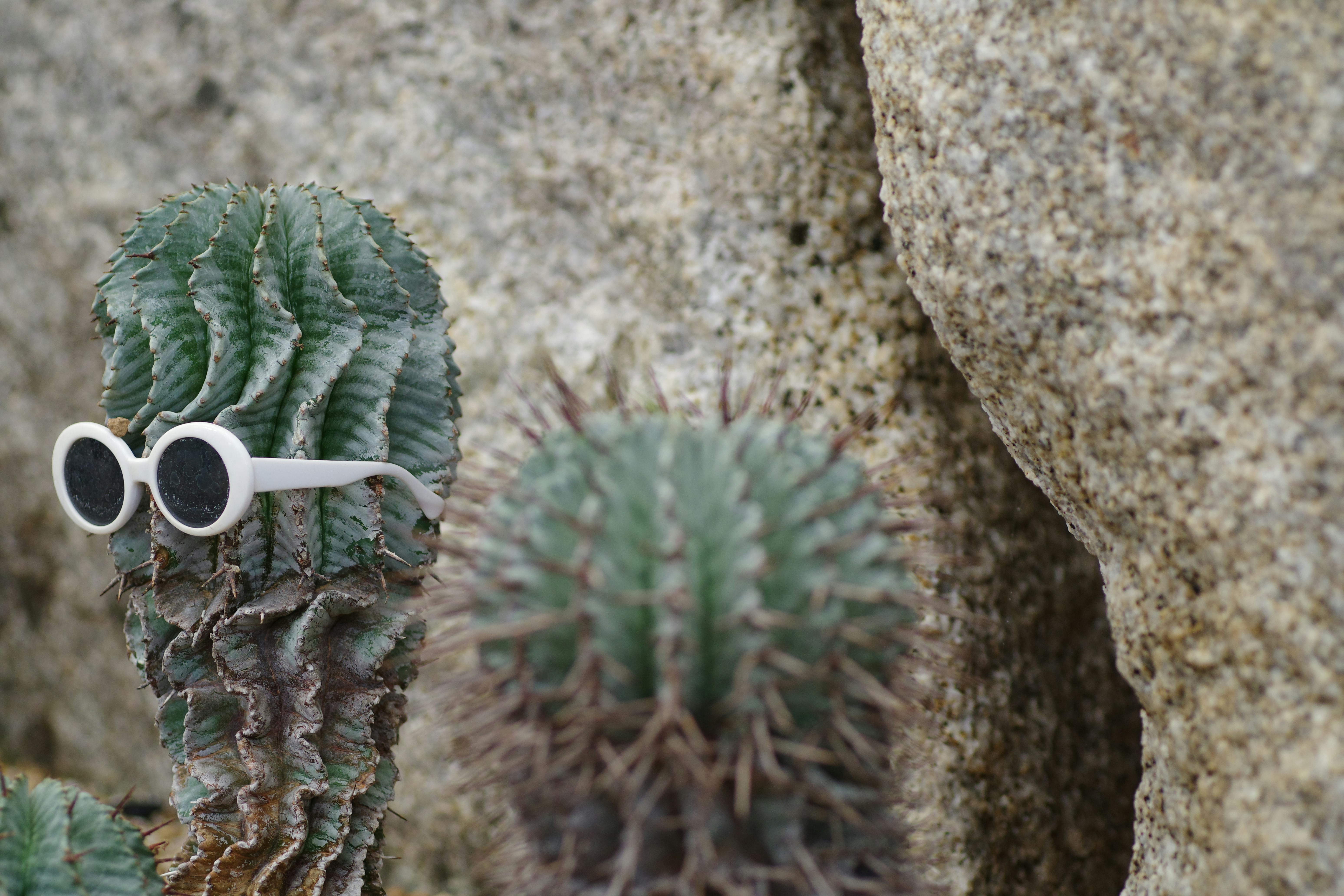 Cactus in Glasses: Quirky Portrait Among Stones