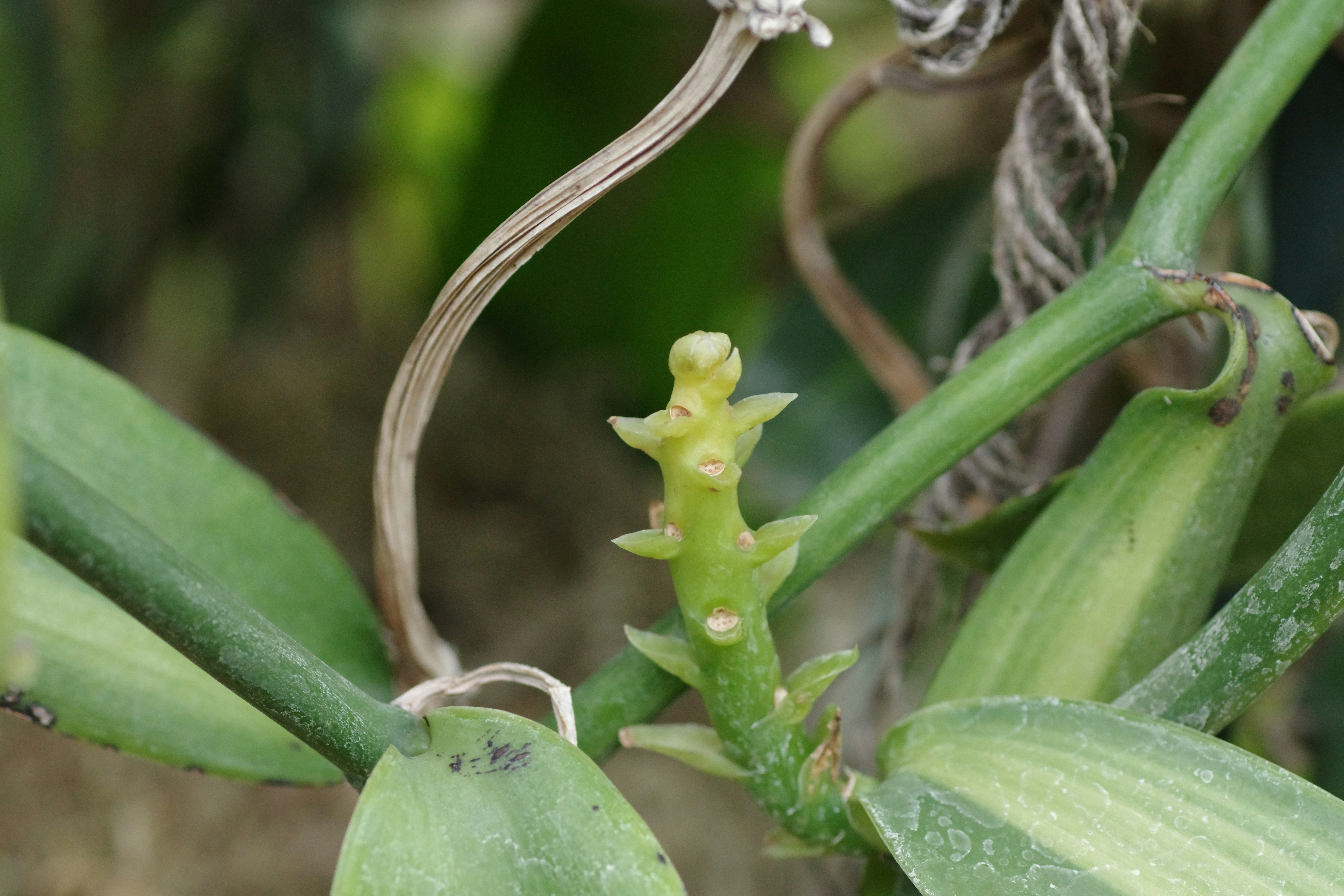 Emerald Spike: A Macro Portrait of a Thorny Plant Stem Surrounded by Leaves