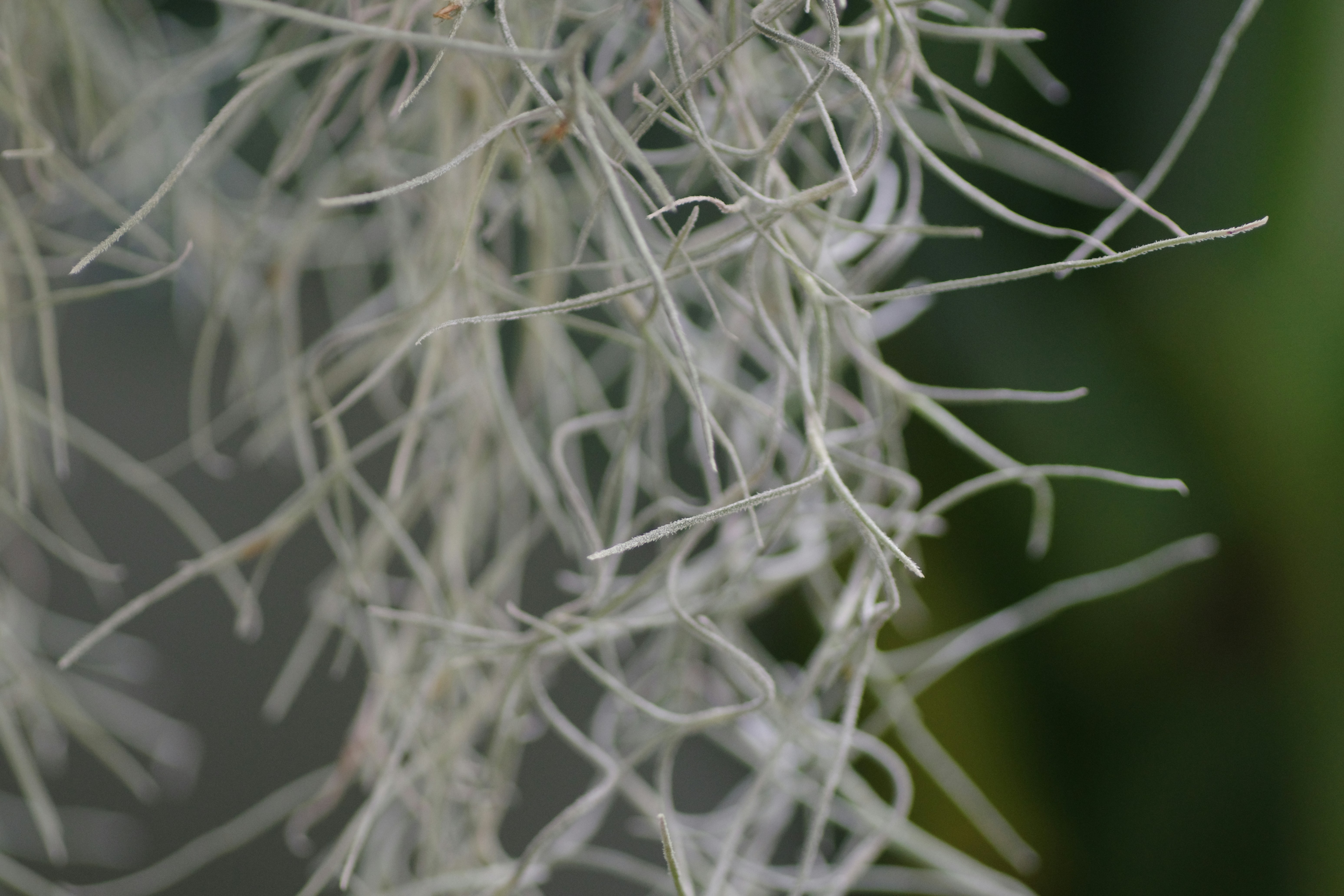 Beautiful green and flower garden、新緑と美しい花が織りなす絶景 A superb view of fresh greenery and beautiful flowersNaoki Suzuki