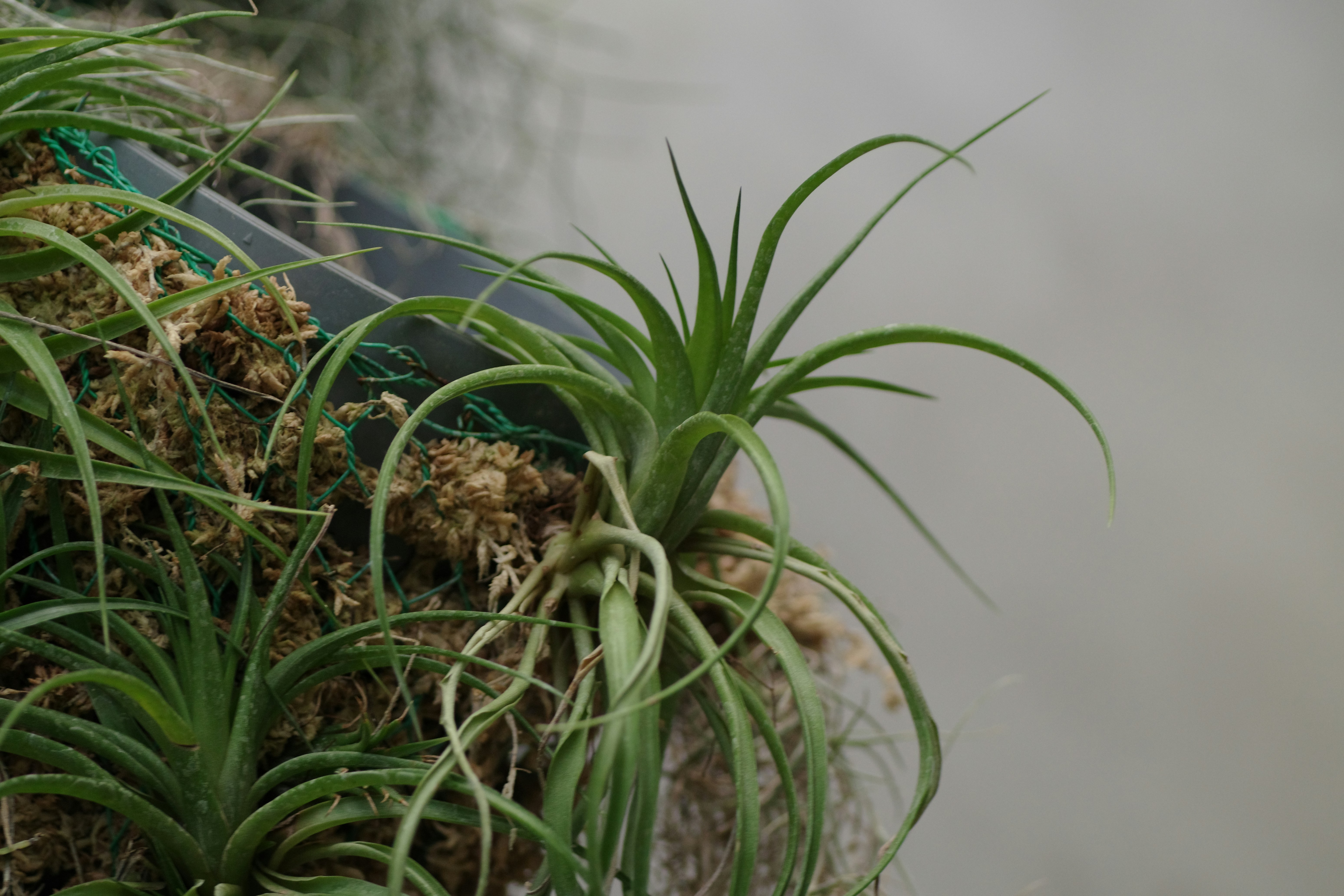 Verdant Spikes in a Mossy Nook: Tillandsia Against a Soft Gray Backdrop
