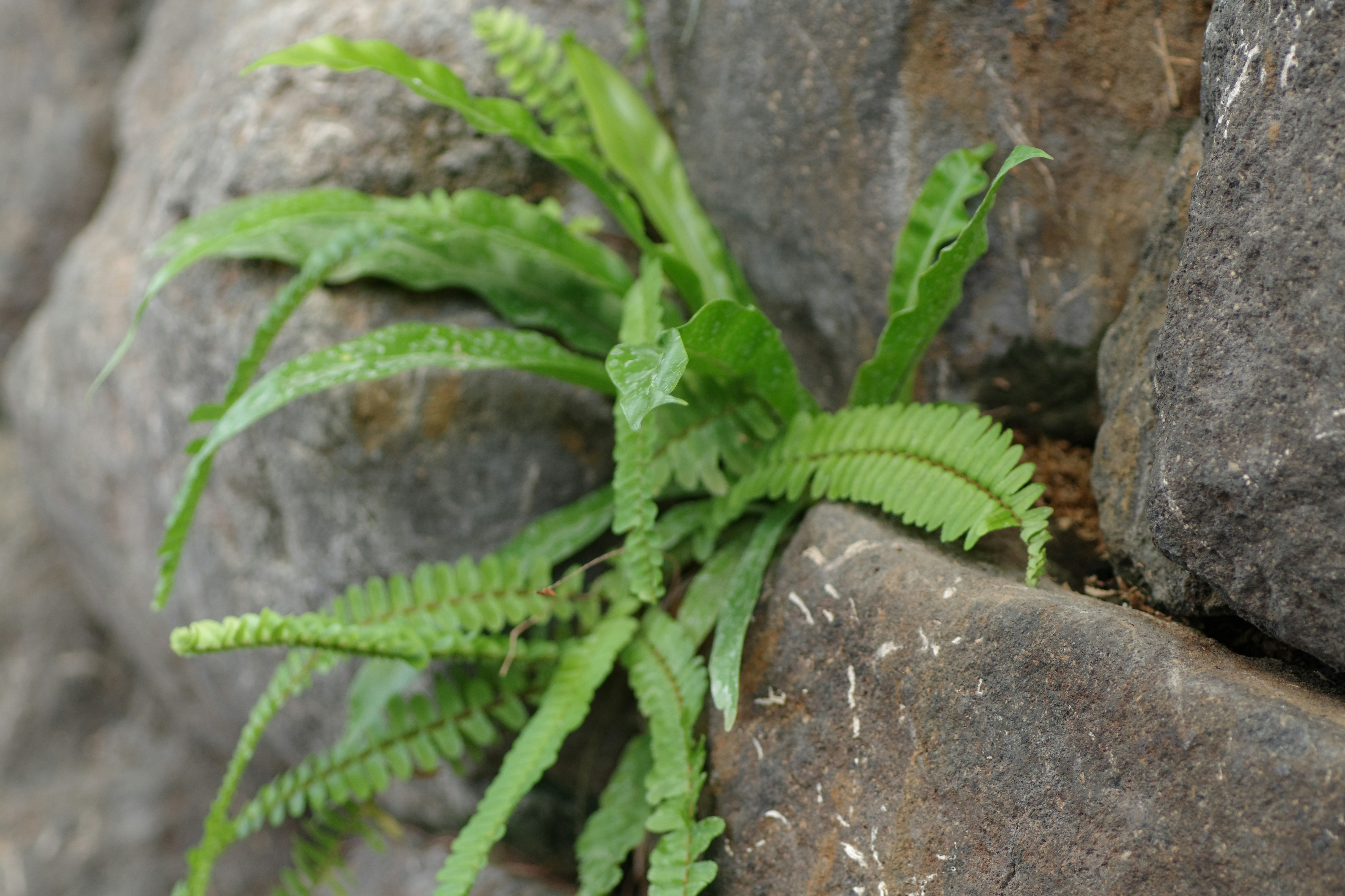 Fronds Between Giants: A Fern Quietly Claiming Granite