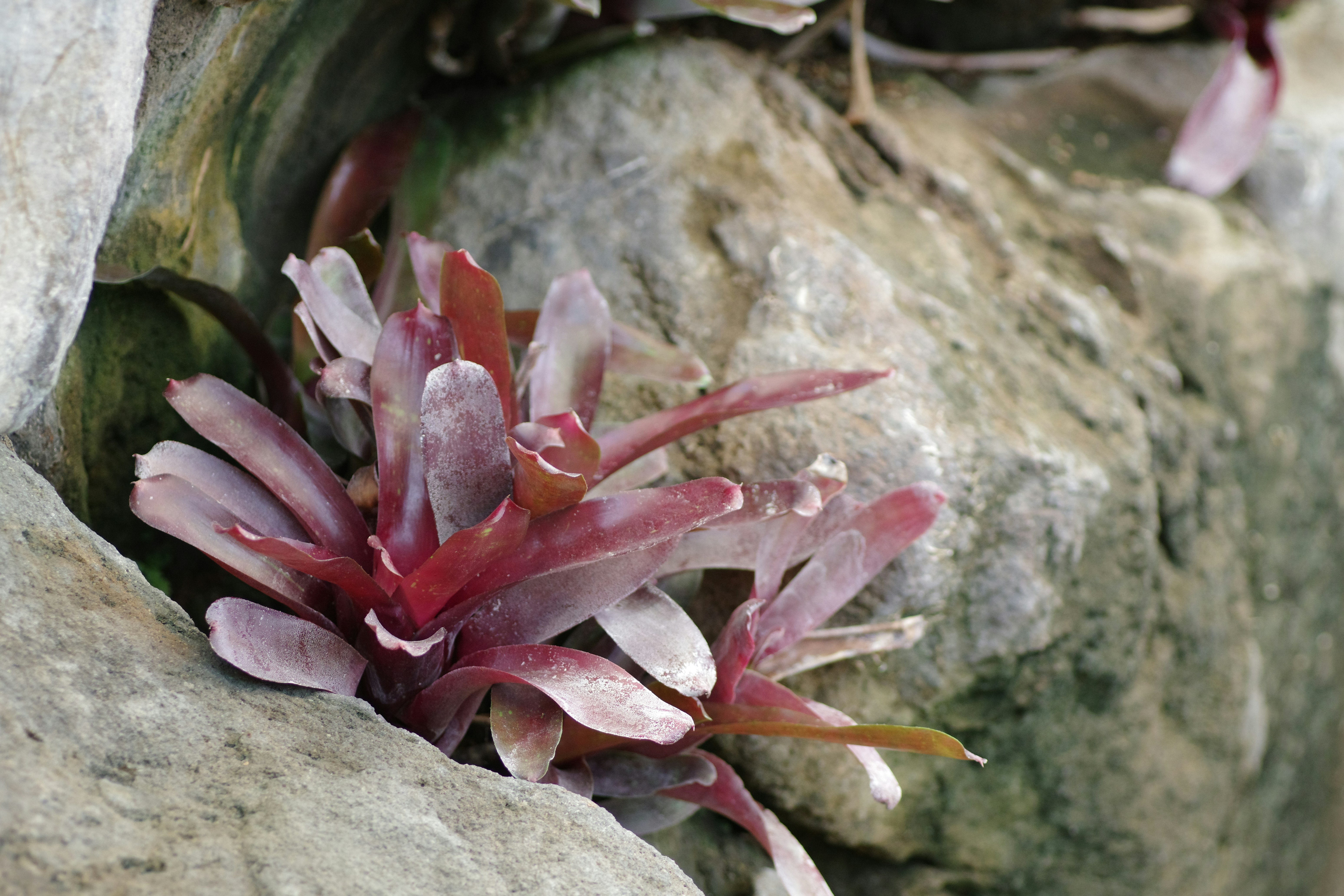 Beautiful green and flower garden、新緑と美しい花が織りなす絶景 A superb view of fresh greenery and beautiful flowers