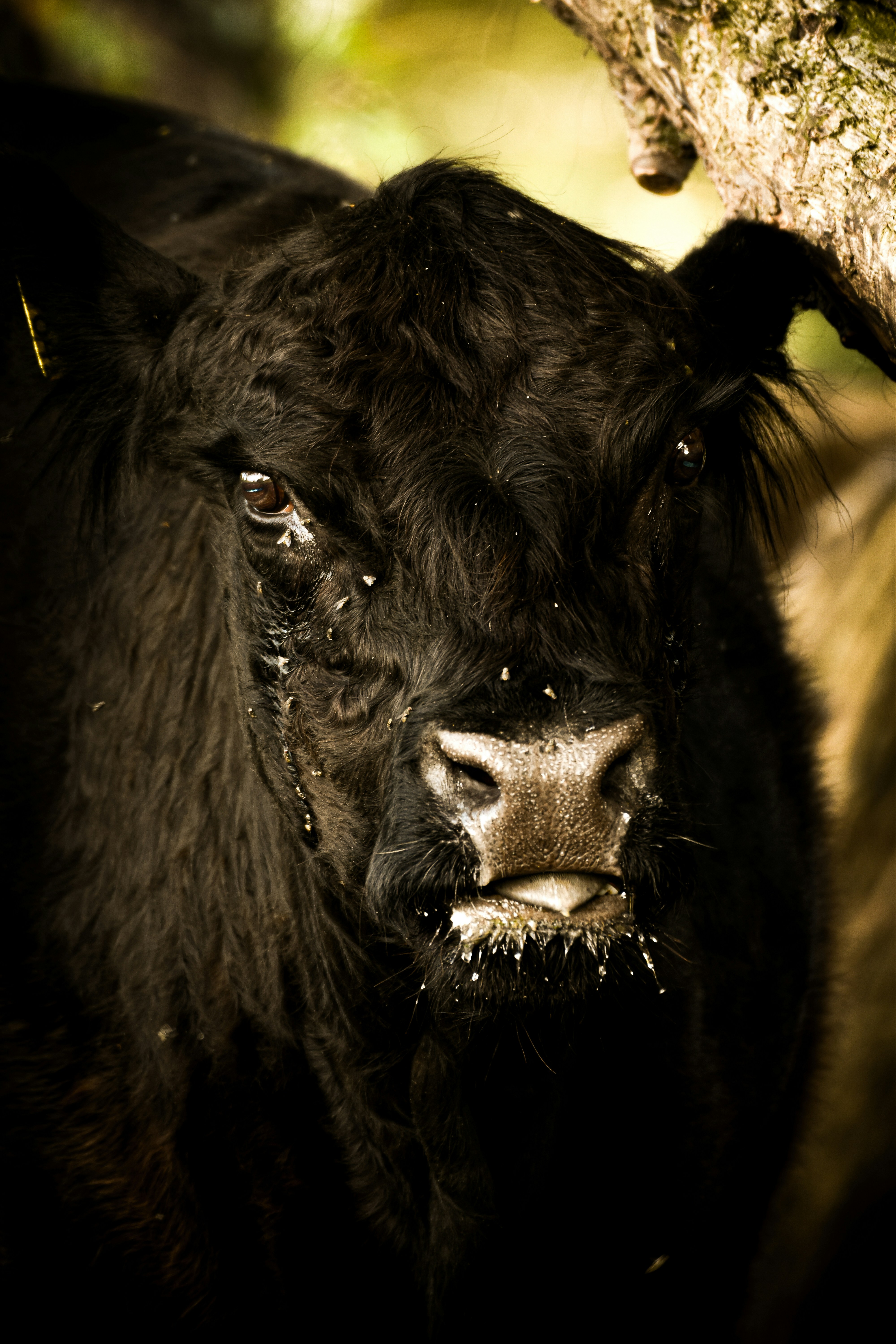 Close-up of a black cow's face with textured fur and intense eyes near a tree.