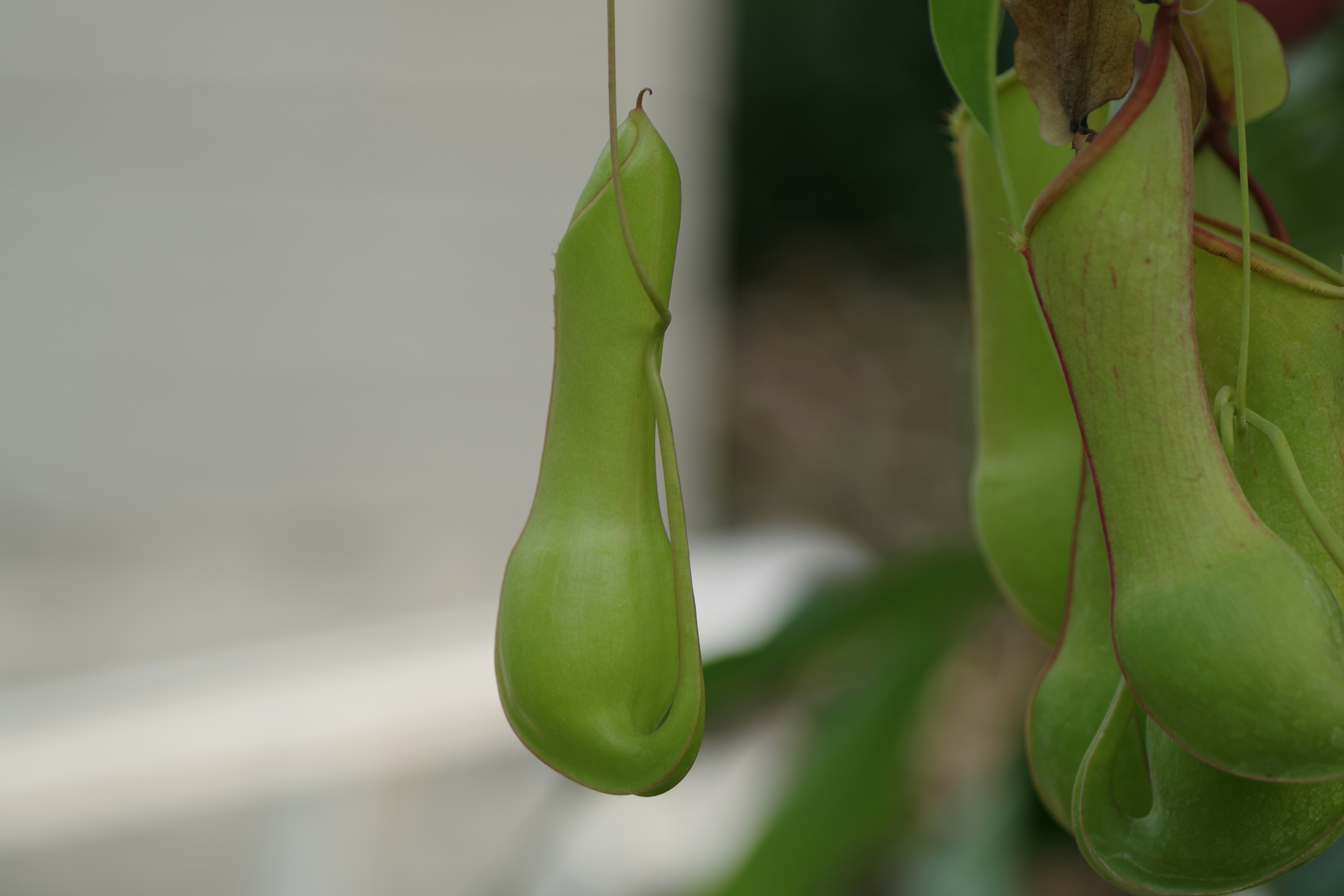 Nature's Curvaceous Wonder: The Pitcher Plant