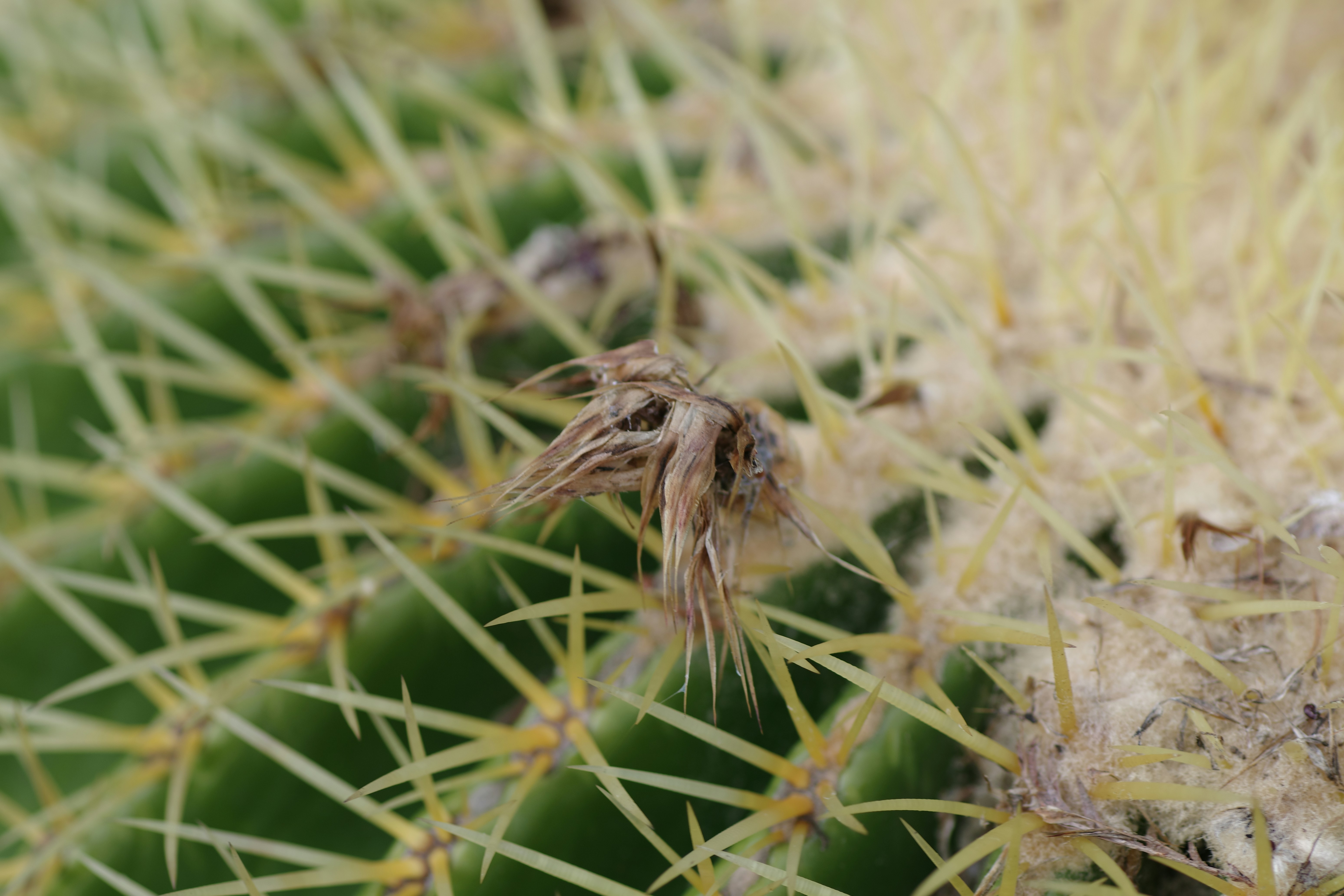 A close up of a cactus with a bug on it photo – Free 食物 Image on Unsplash