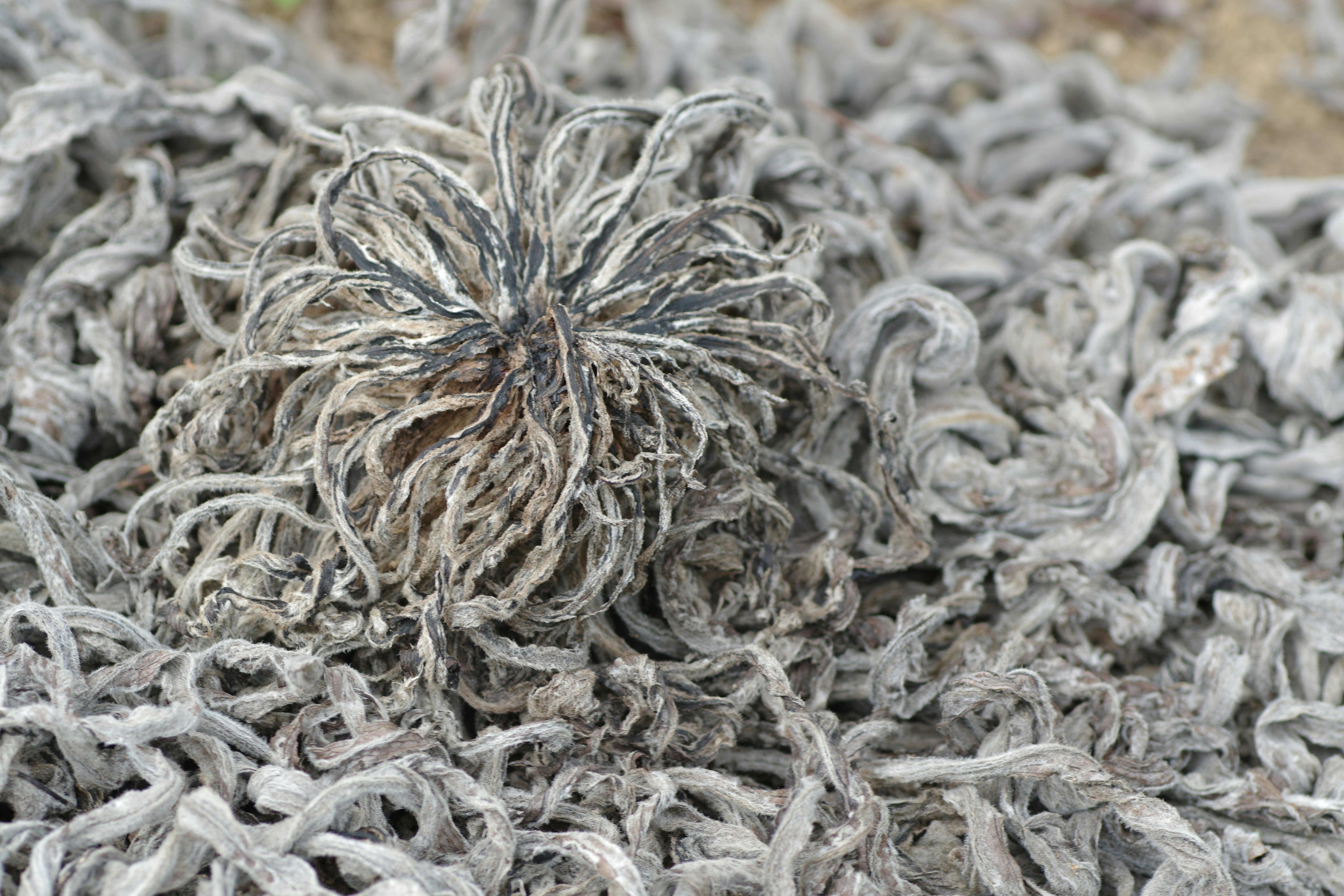 Frost-Tangled Tufts: A Close-Up of Crystalline Fibers