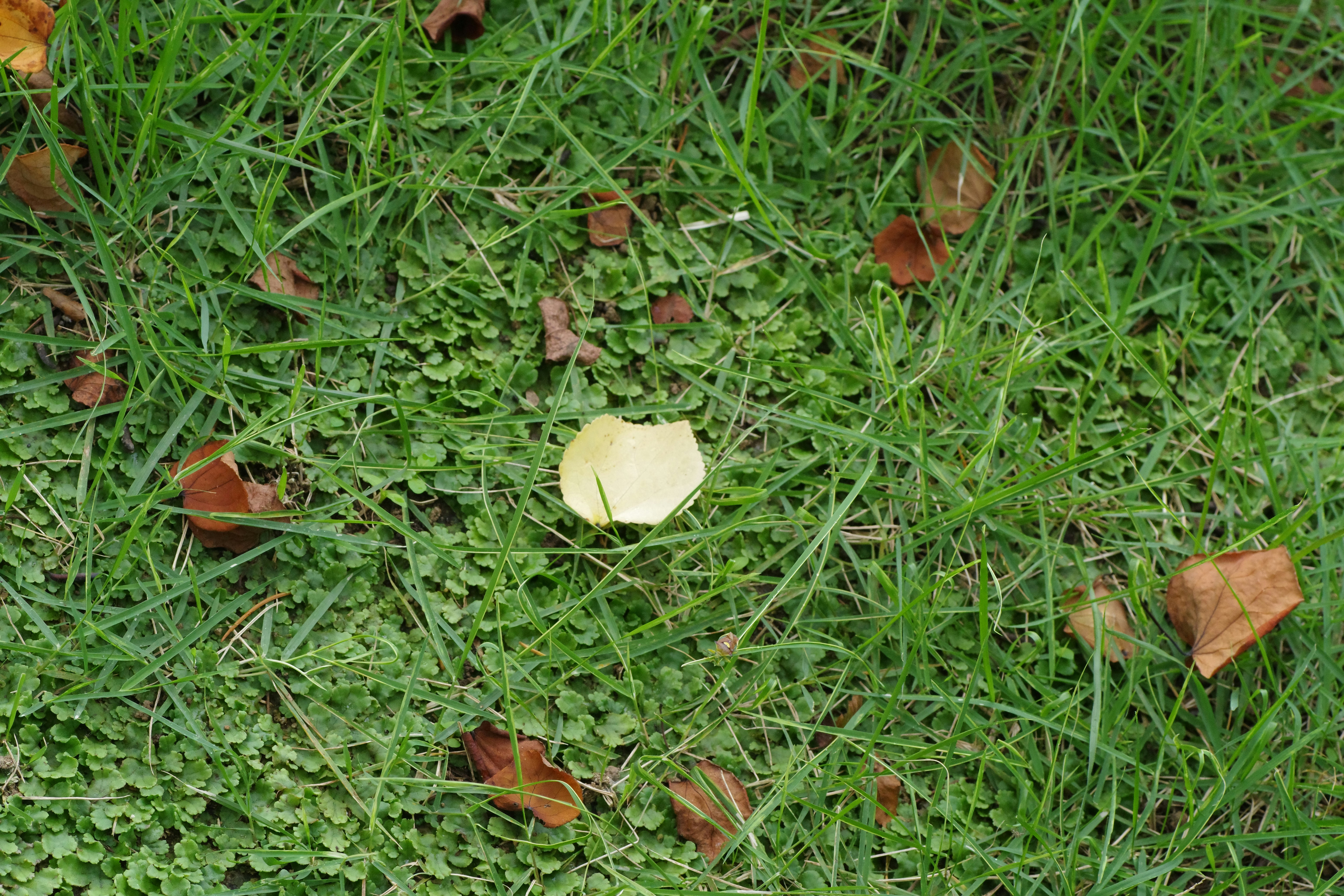 Solitary Pale Leaf Amid Emerald Grass
