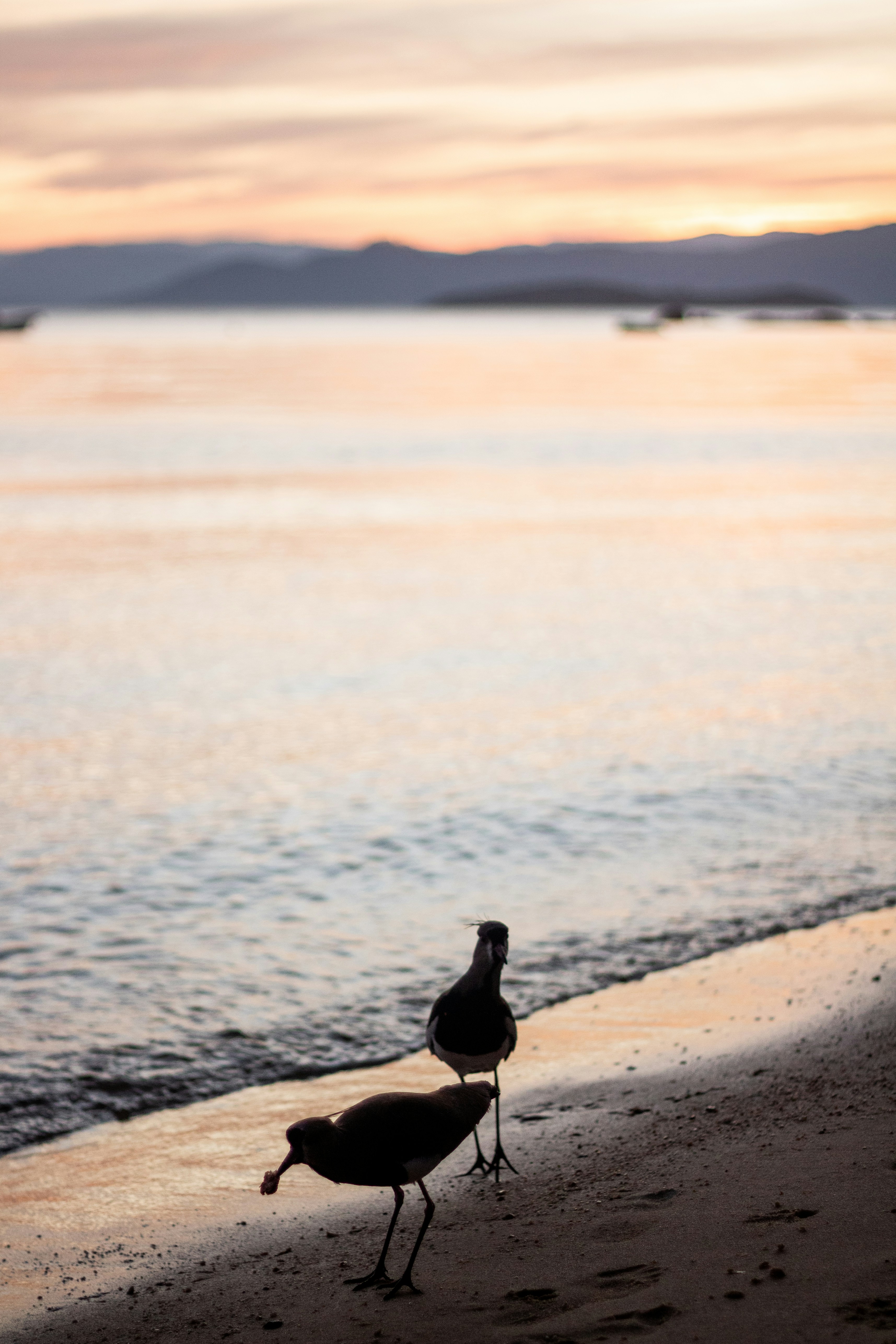 Two Shorebirds at Dusk: Quiet Timing on a Sandline