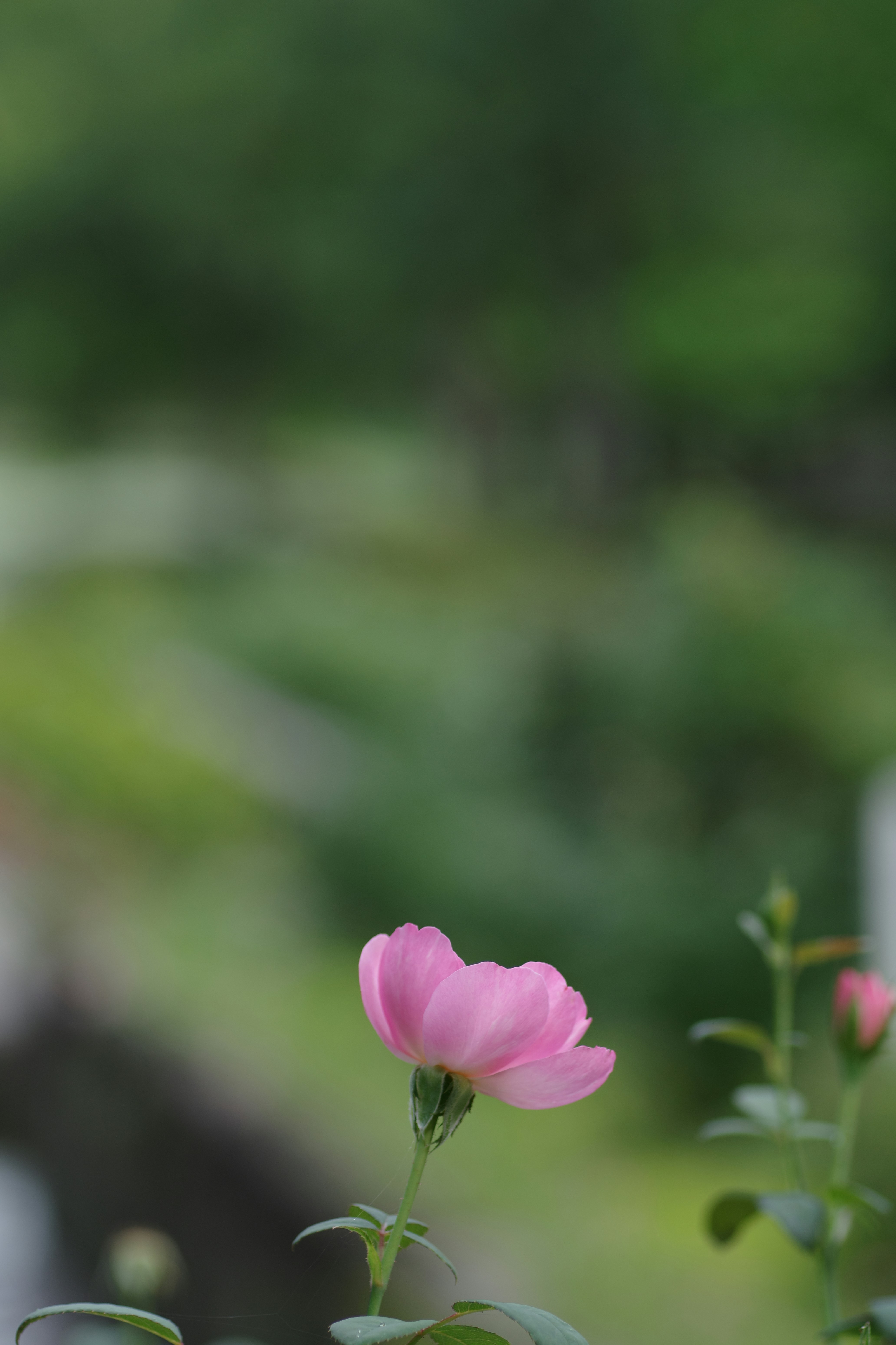 Beautiful green and flower garden、新緑と美しい花が織りなす絶景 A superb view of fresh greenery and beautiful flowers