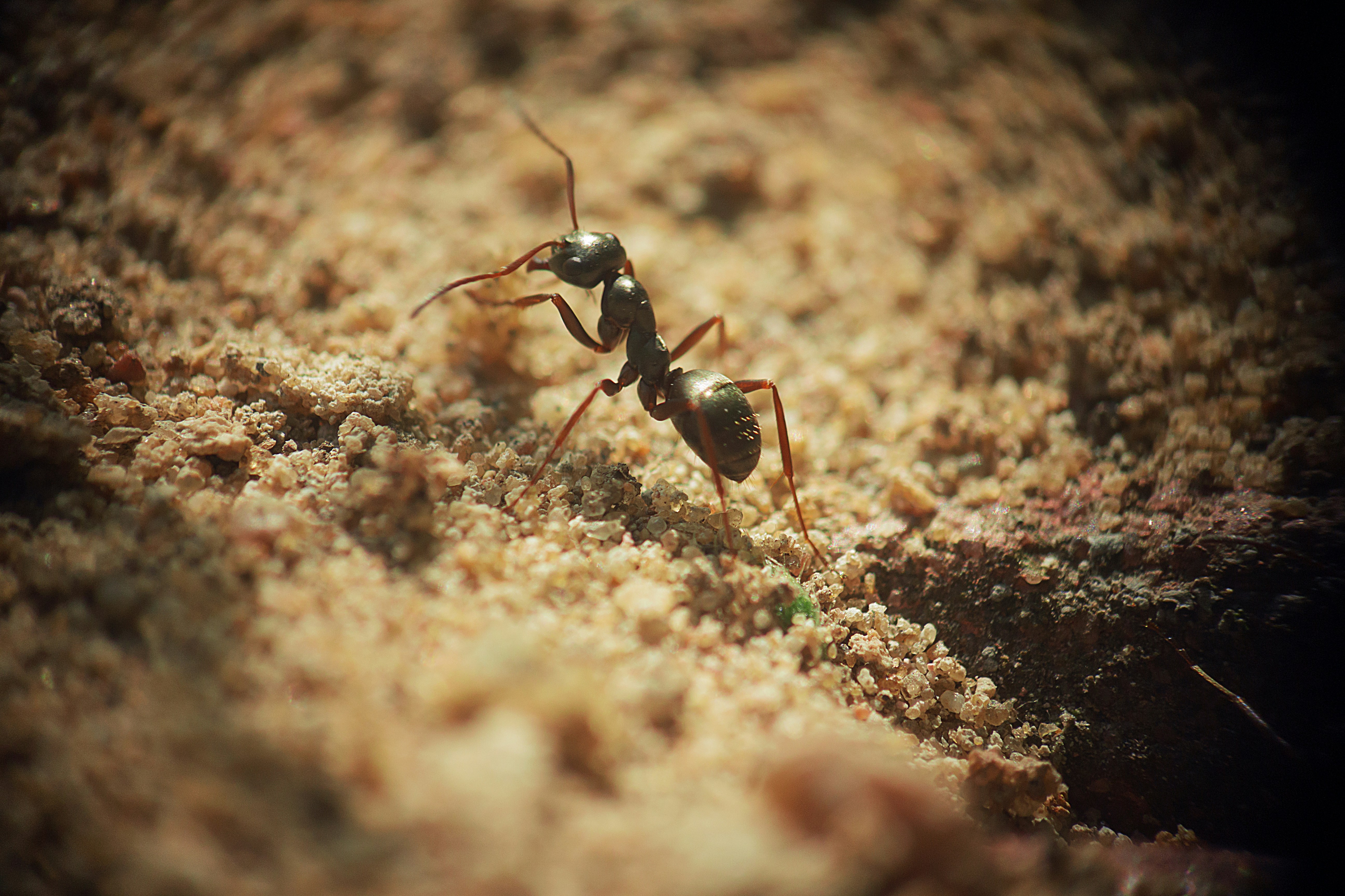 30k+ Living Things Pictures | Download Free Images on Unsplash