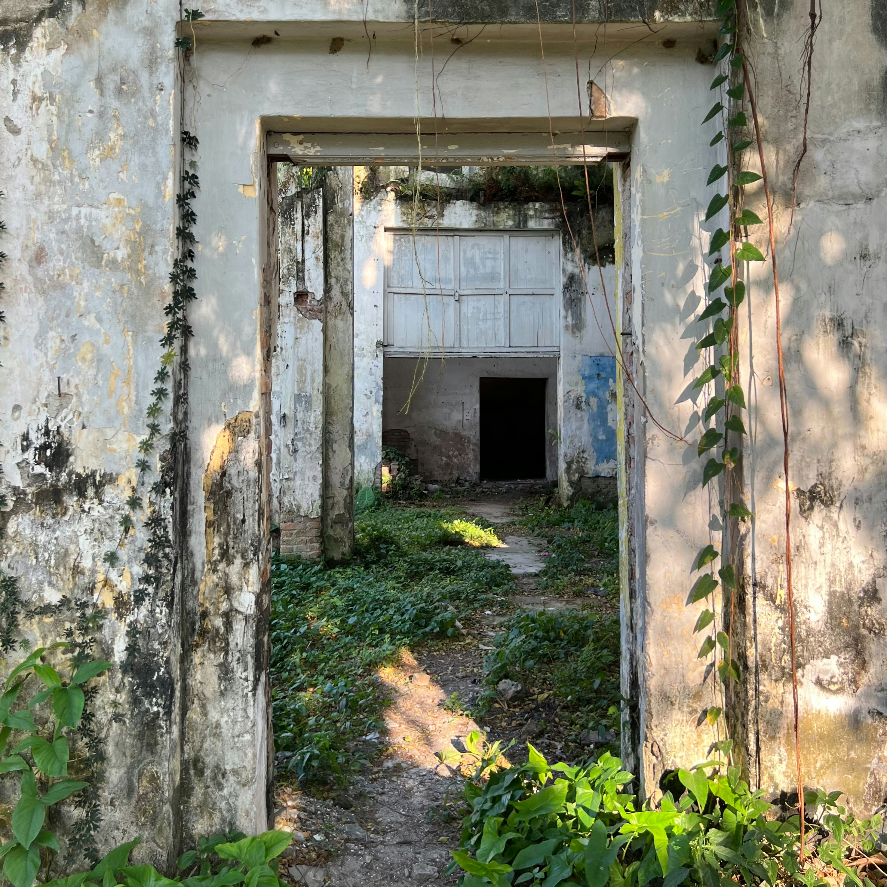 Echoes of Time: Nature Reclaims Abandoned Space