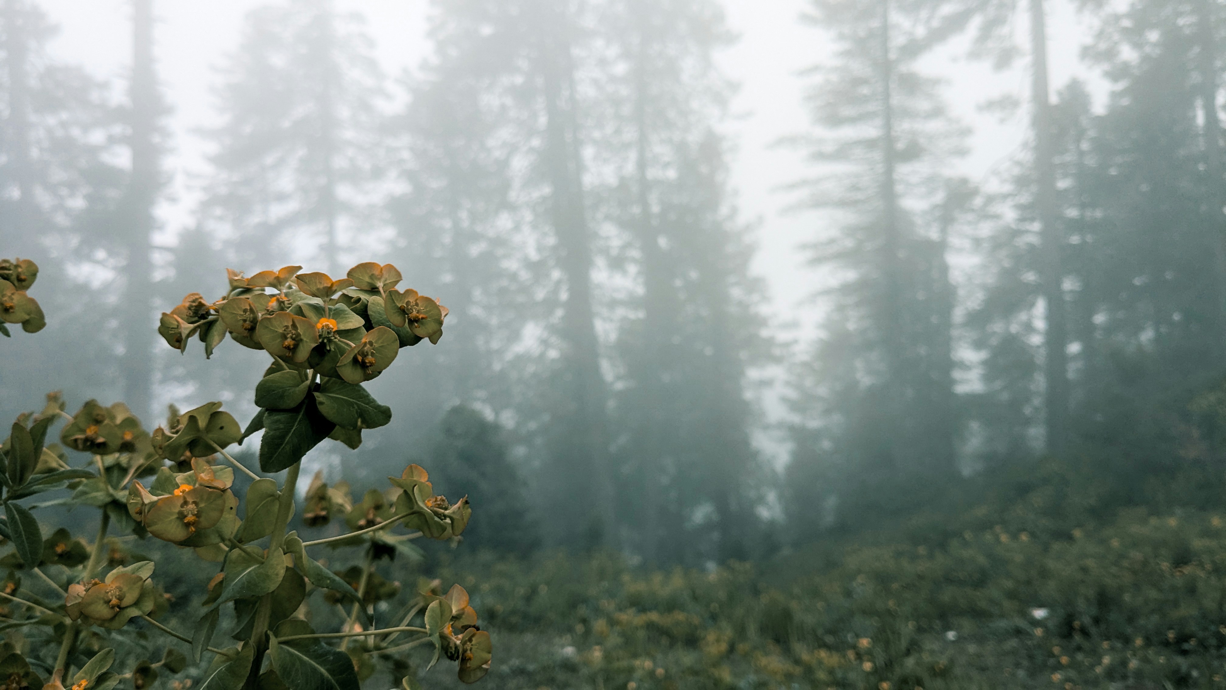 Bloom in the Fog: Foreground Accent in a Fog-Draped Pine Forest