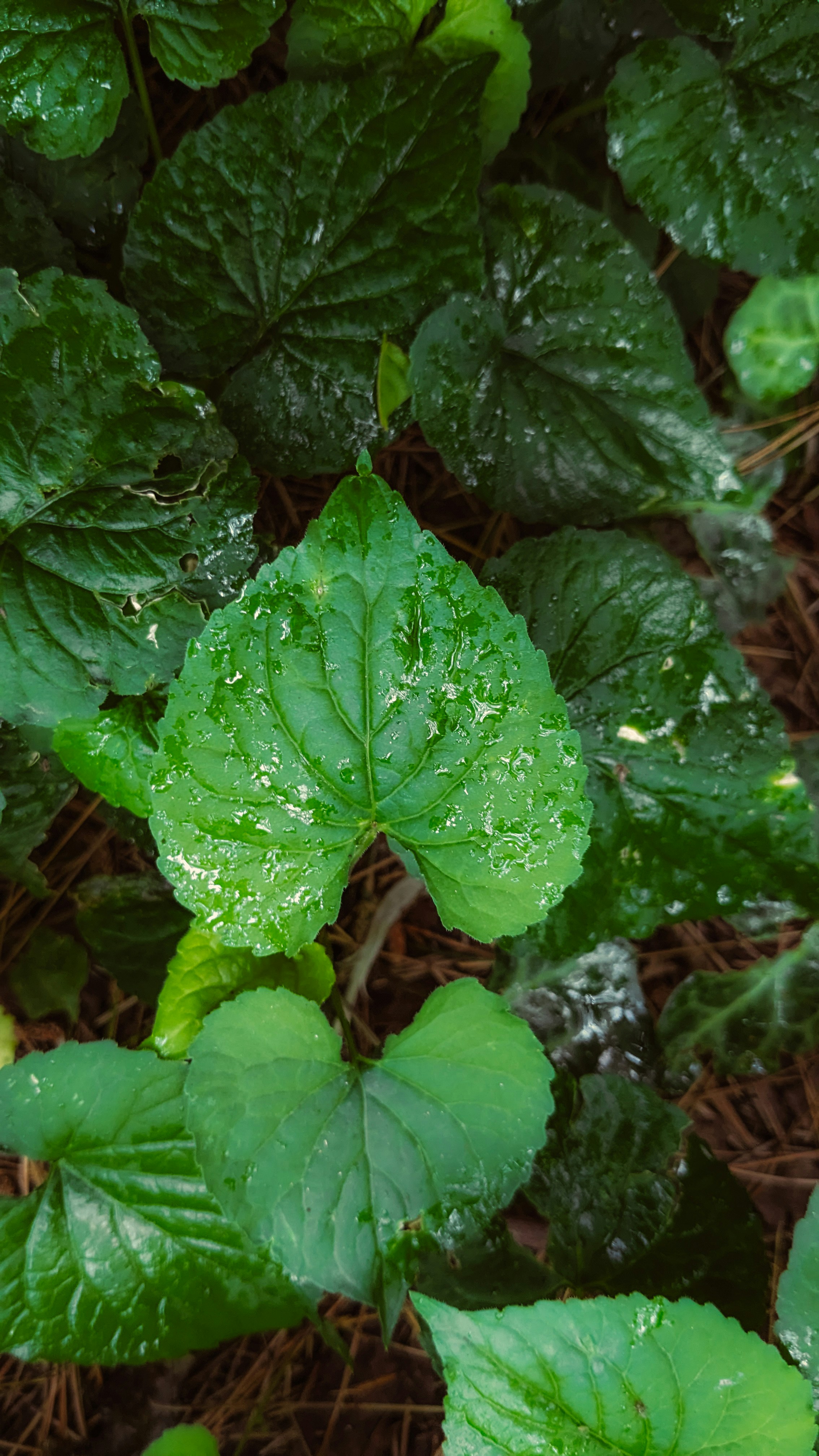 Dew-Kissed Veins: Close-Up of Lush Green Leaves