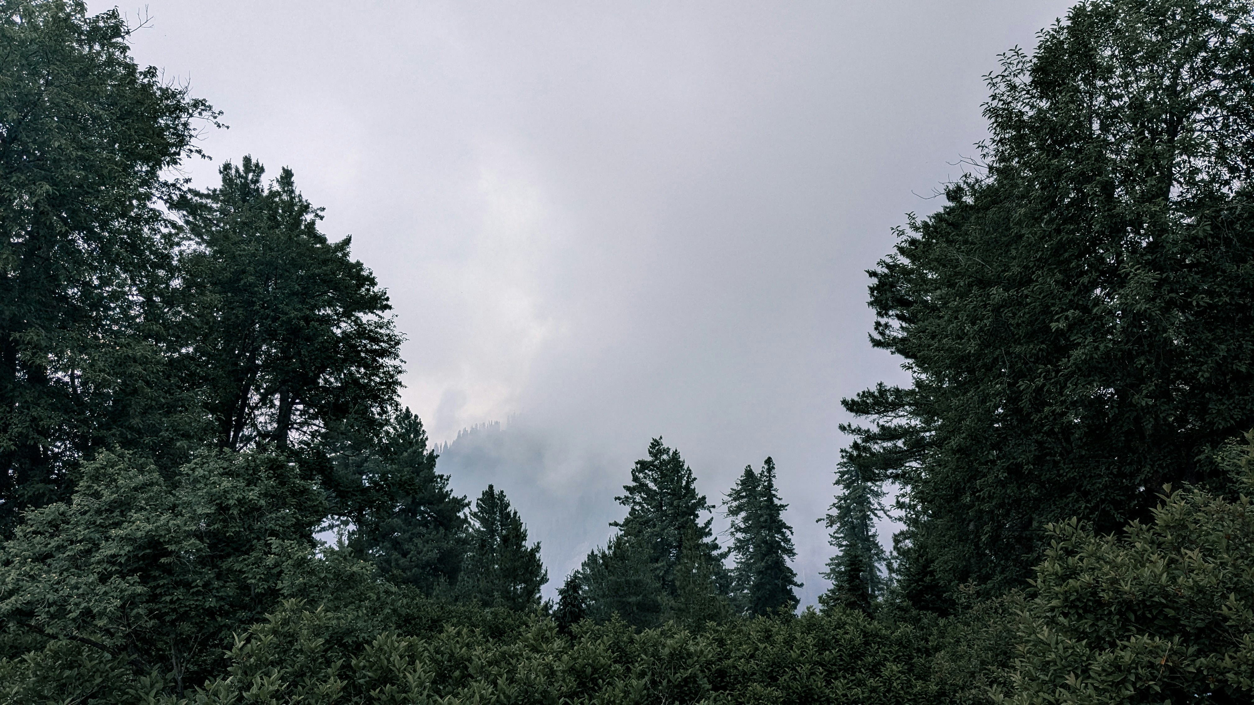 Dense pine trees form a dark green ridge along a quiet horizon beneath a muted, overcast sky.