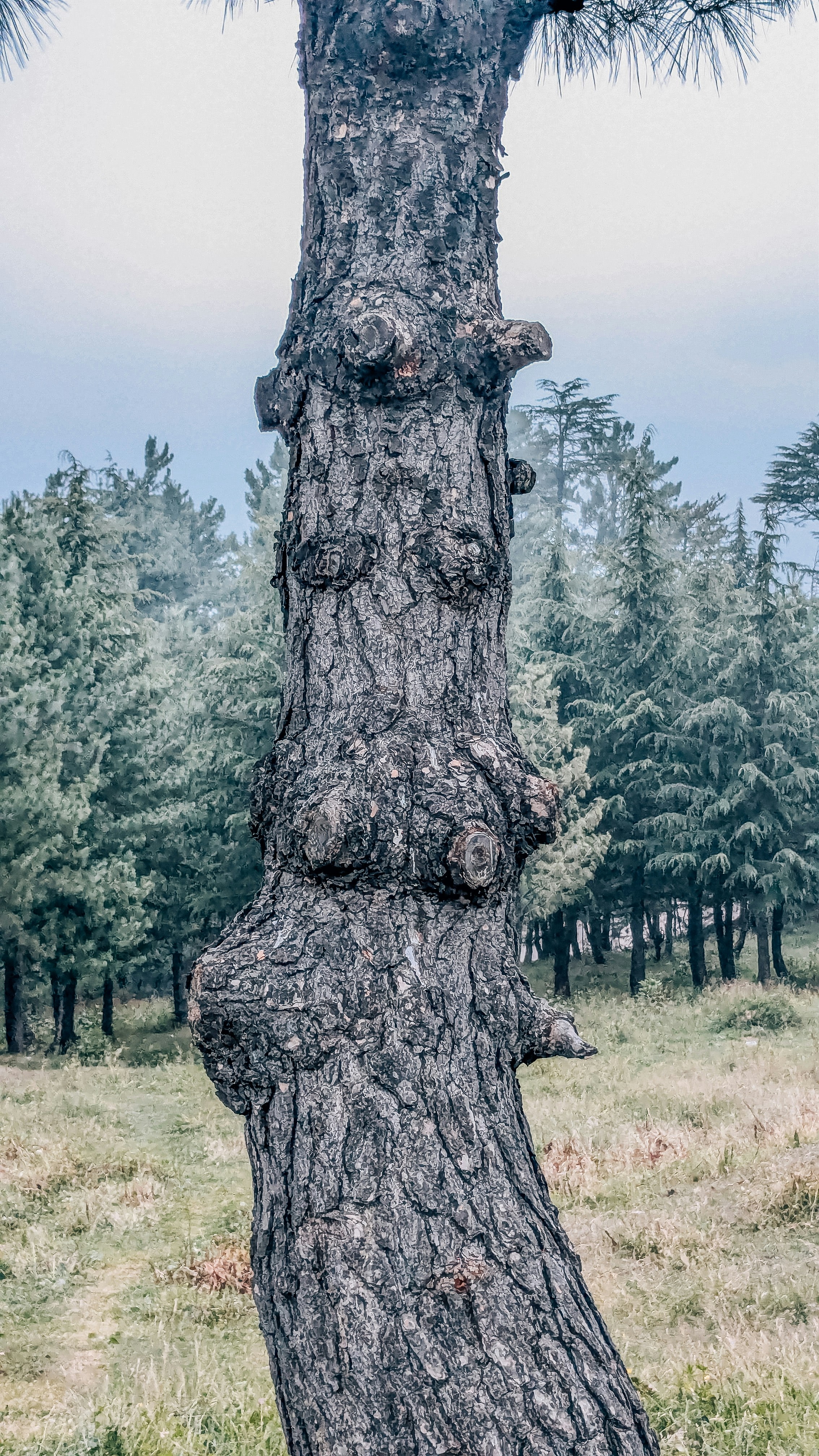 A tree with a face carved into it