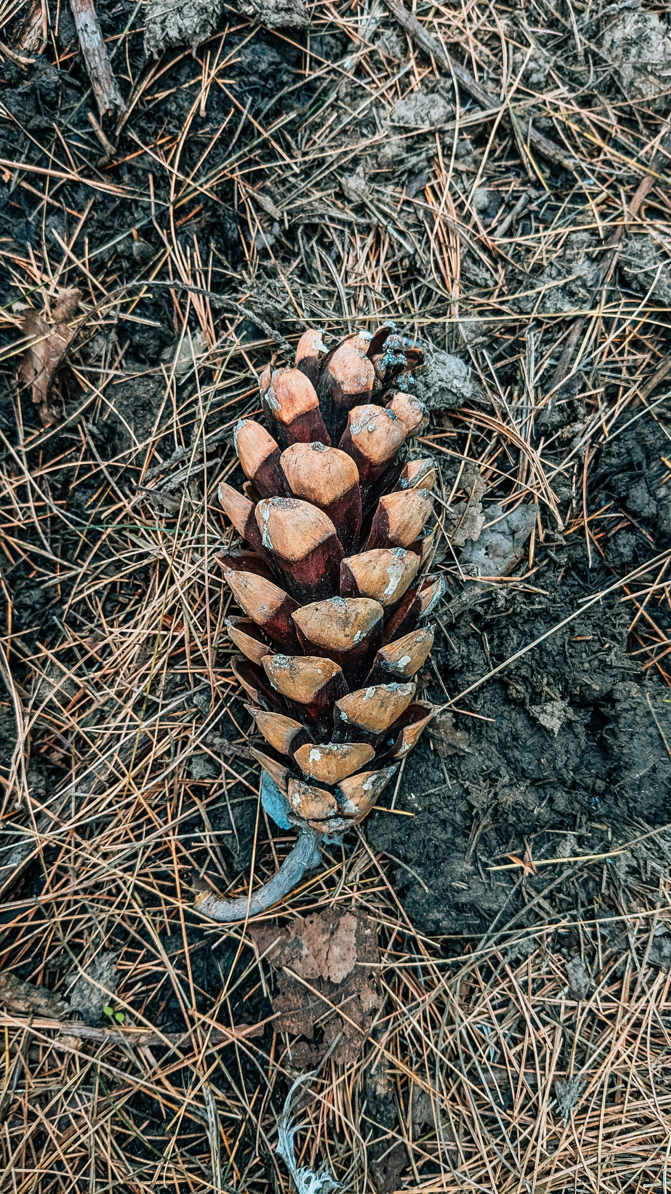 Centerpiece Pinecone on a Needle-Strewn Forest Floor