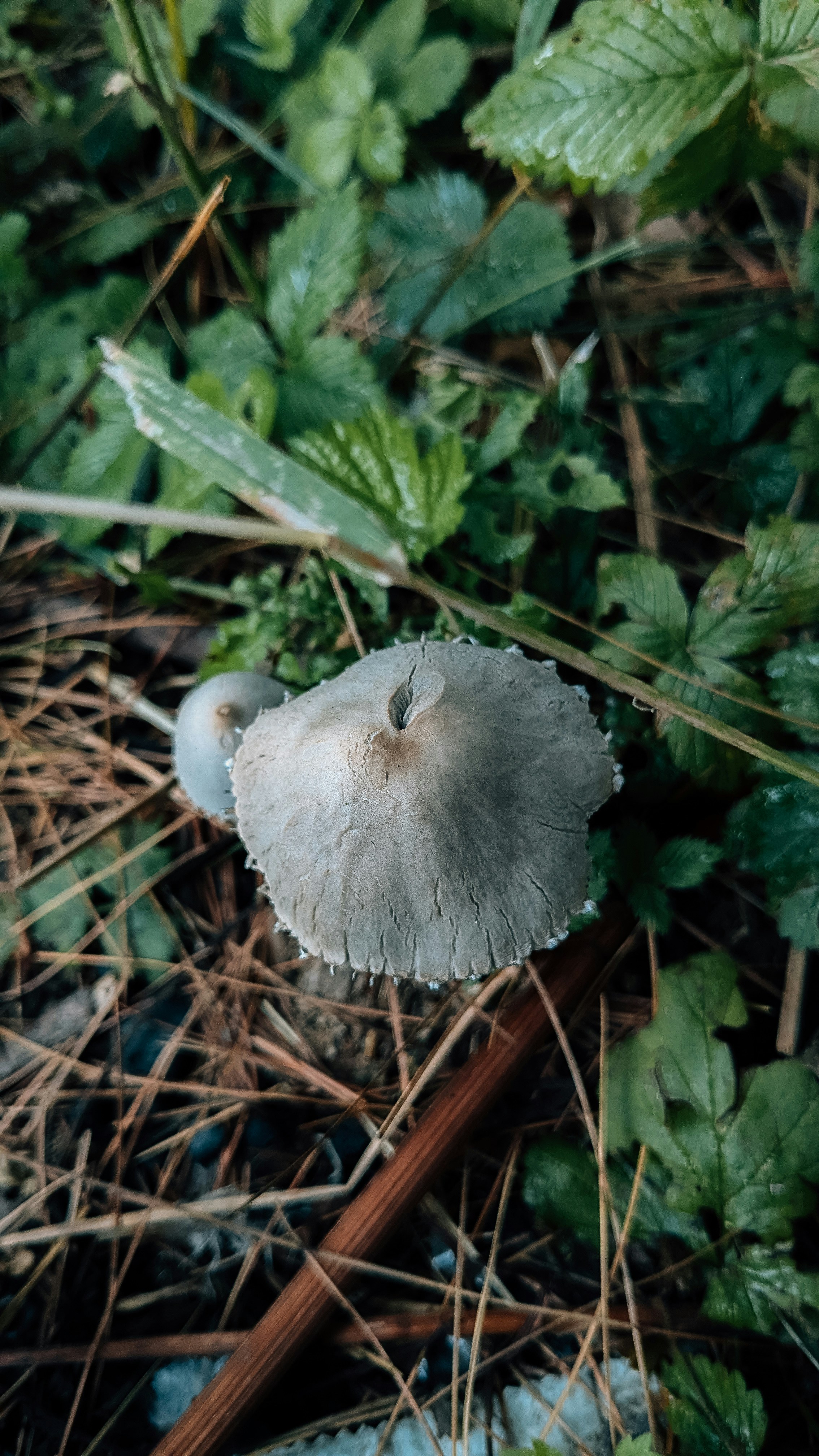 Solitary gray mushroom anchors a pine-needle tapestry