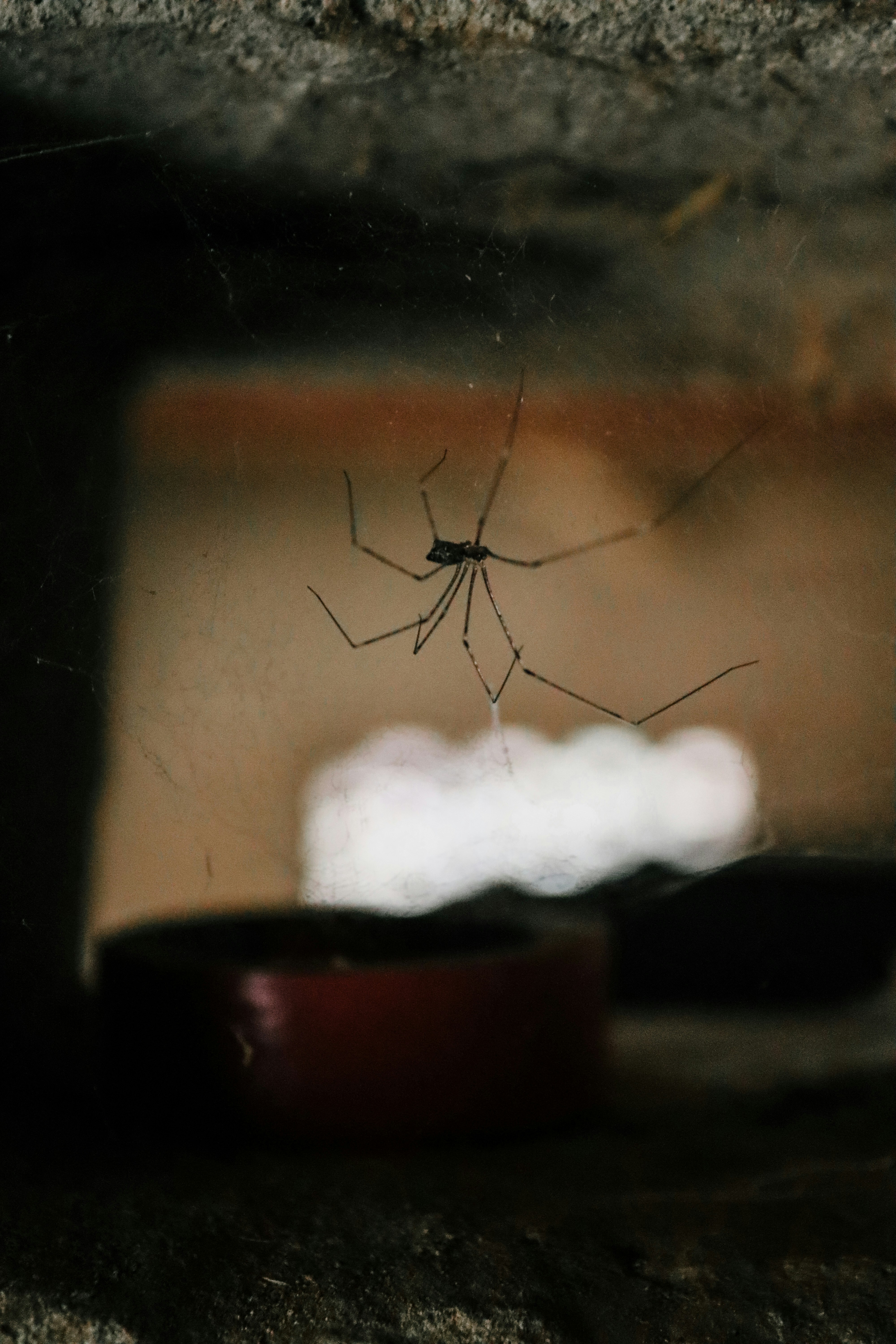 A spider is sitting on the wall of a building
