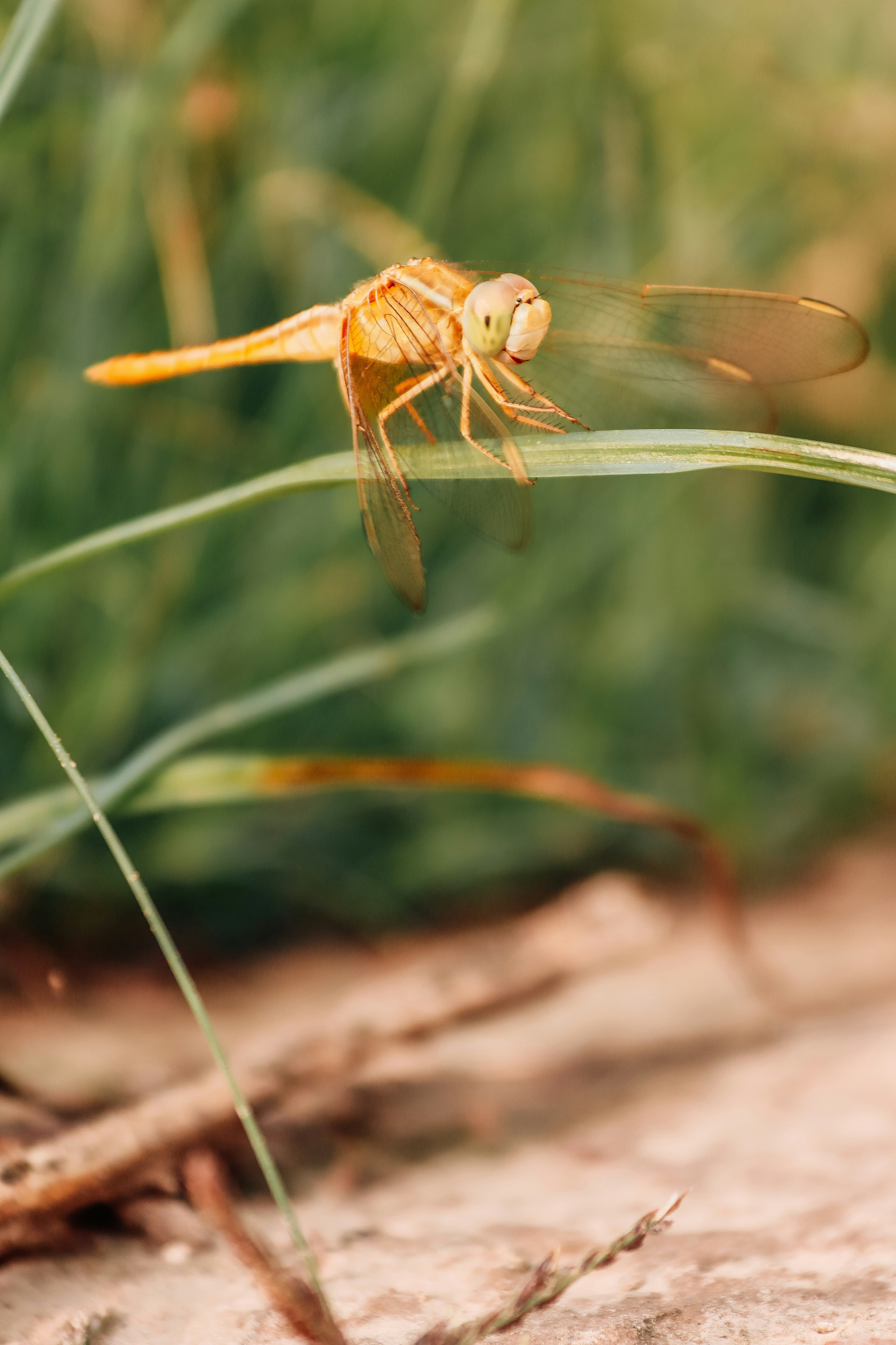 Amber Dragonfly Sentinel on a Silky Blade