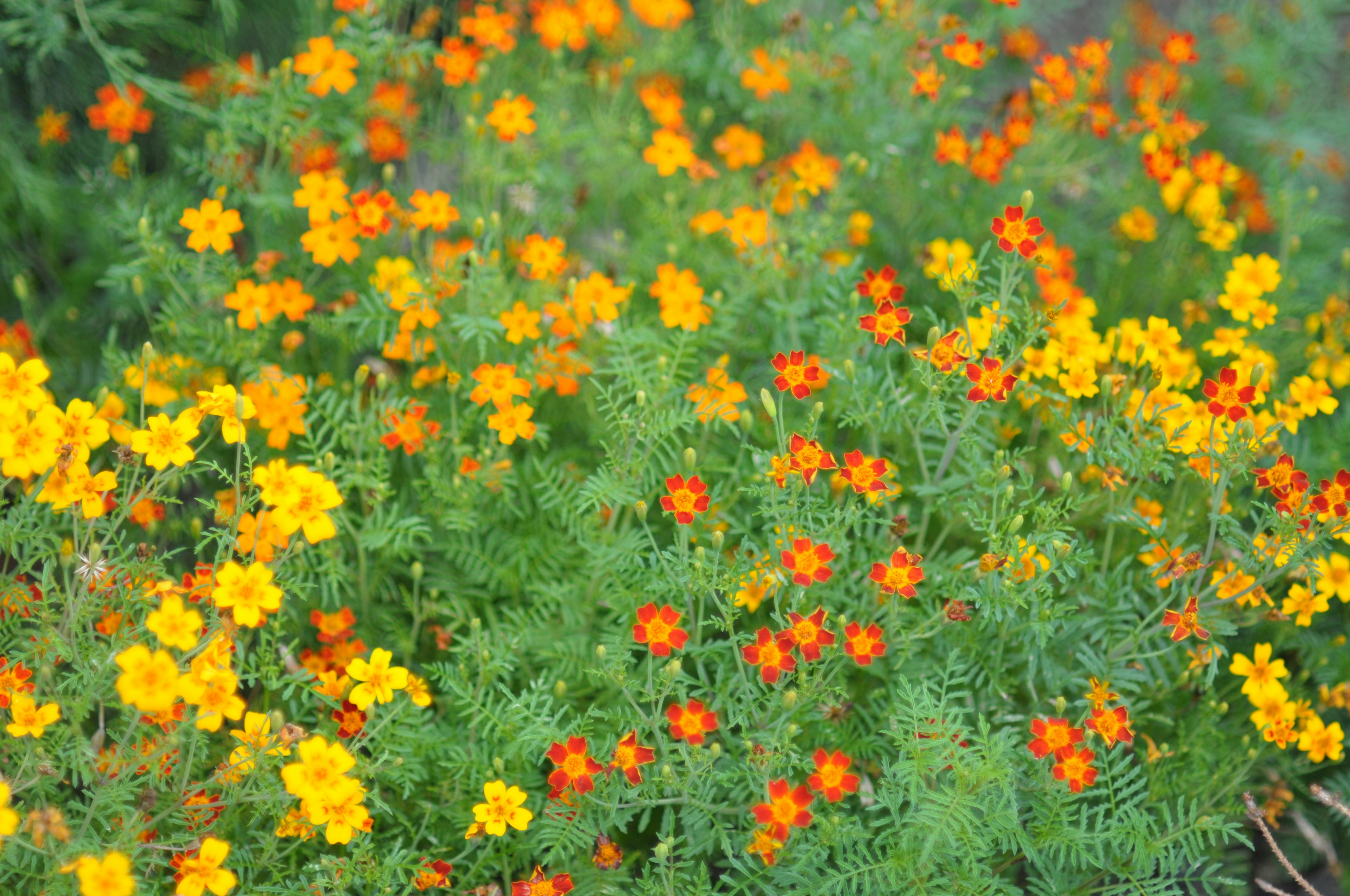 Tiny flora at the botanical garden in Frankfurt