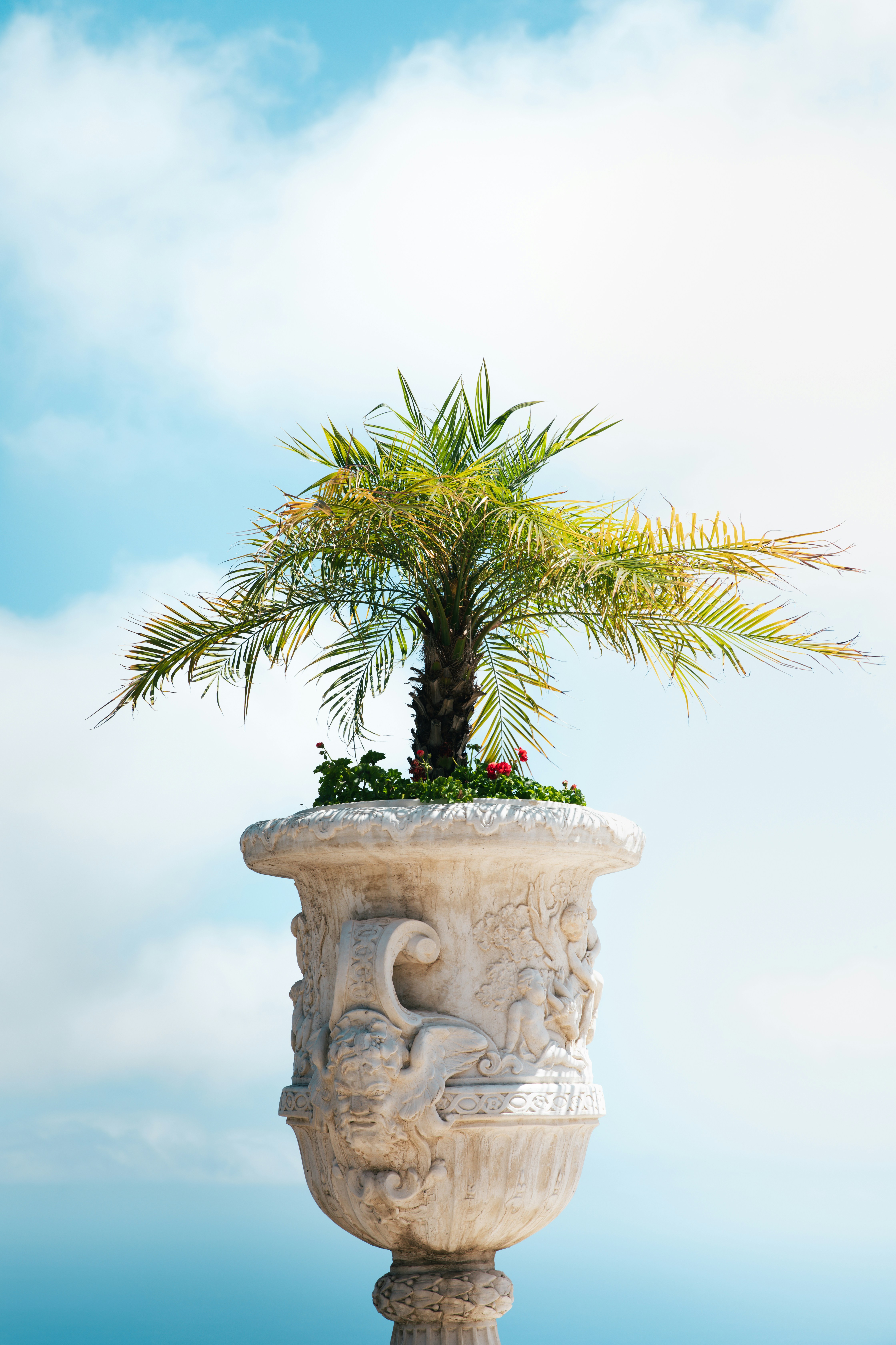 A planter with a palm tree in it photo – Free Funchal Image on Unsplash