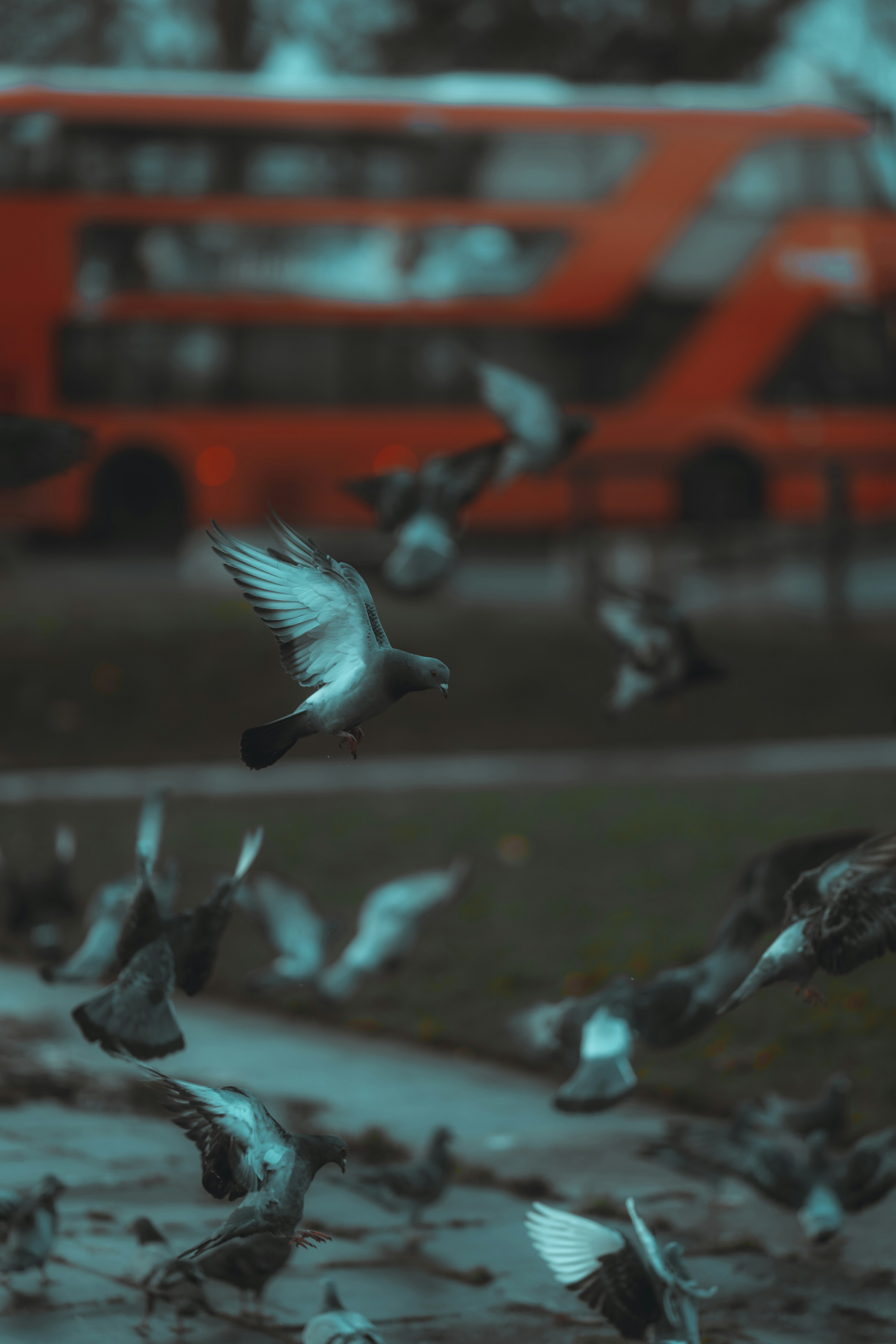 Midair Focus: A Doves’ Wake Over a City Bus