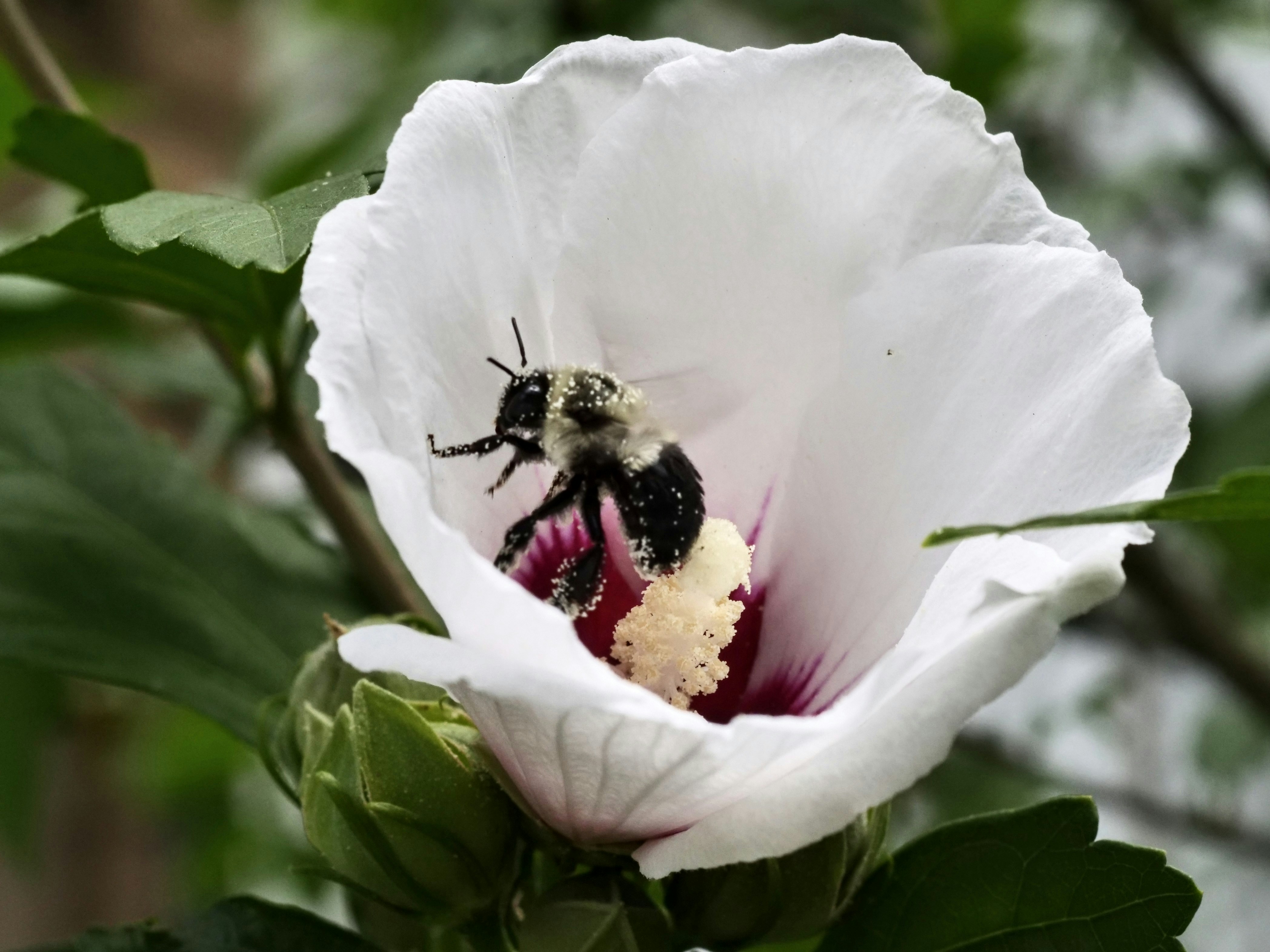 Una abeja sentada encima de una flor blanca foto – Imagen de Cleveland ...