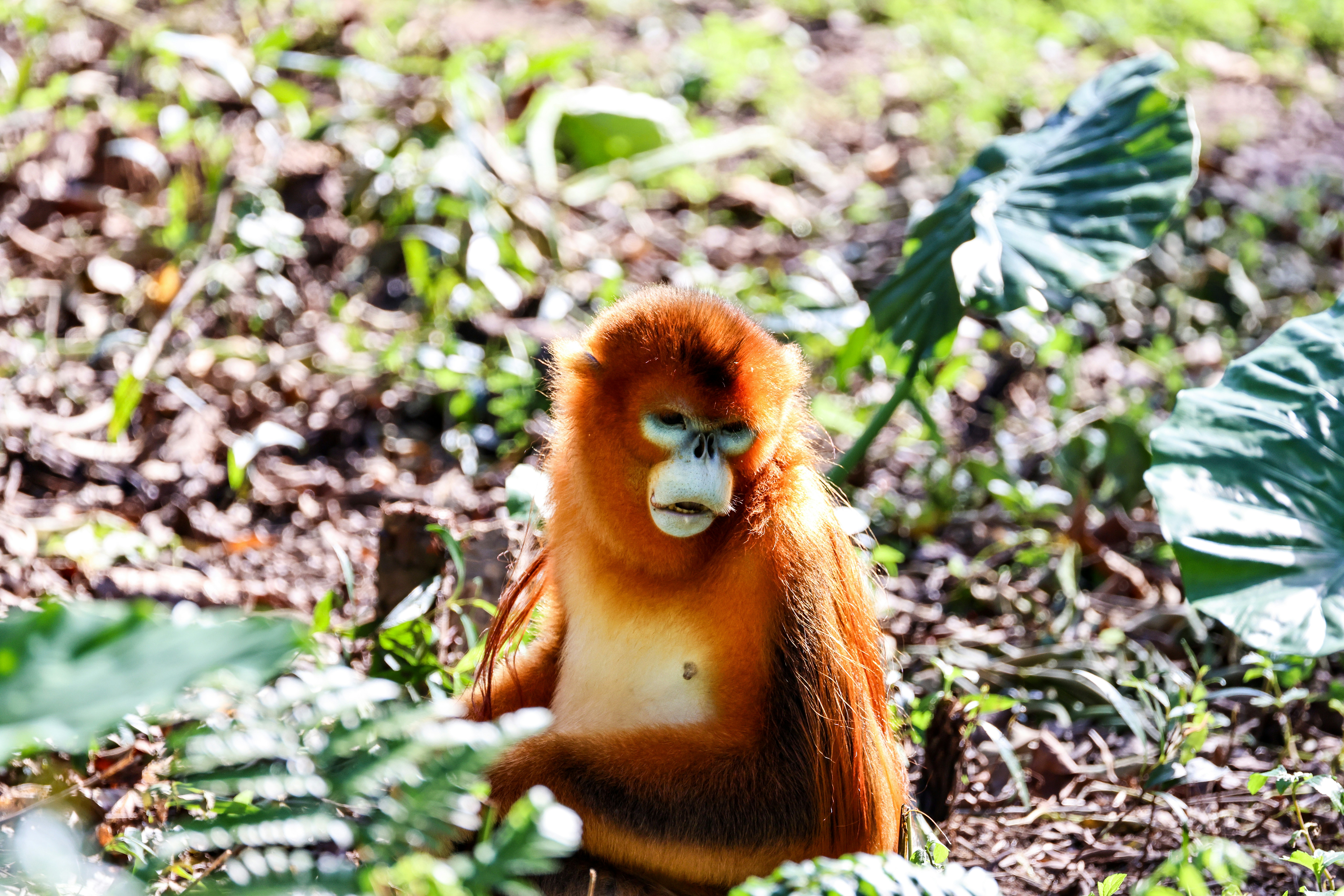A brown and white monkey sitting on the ground photo – Free Land Image ...
