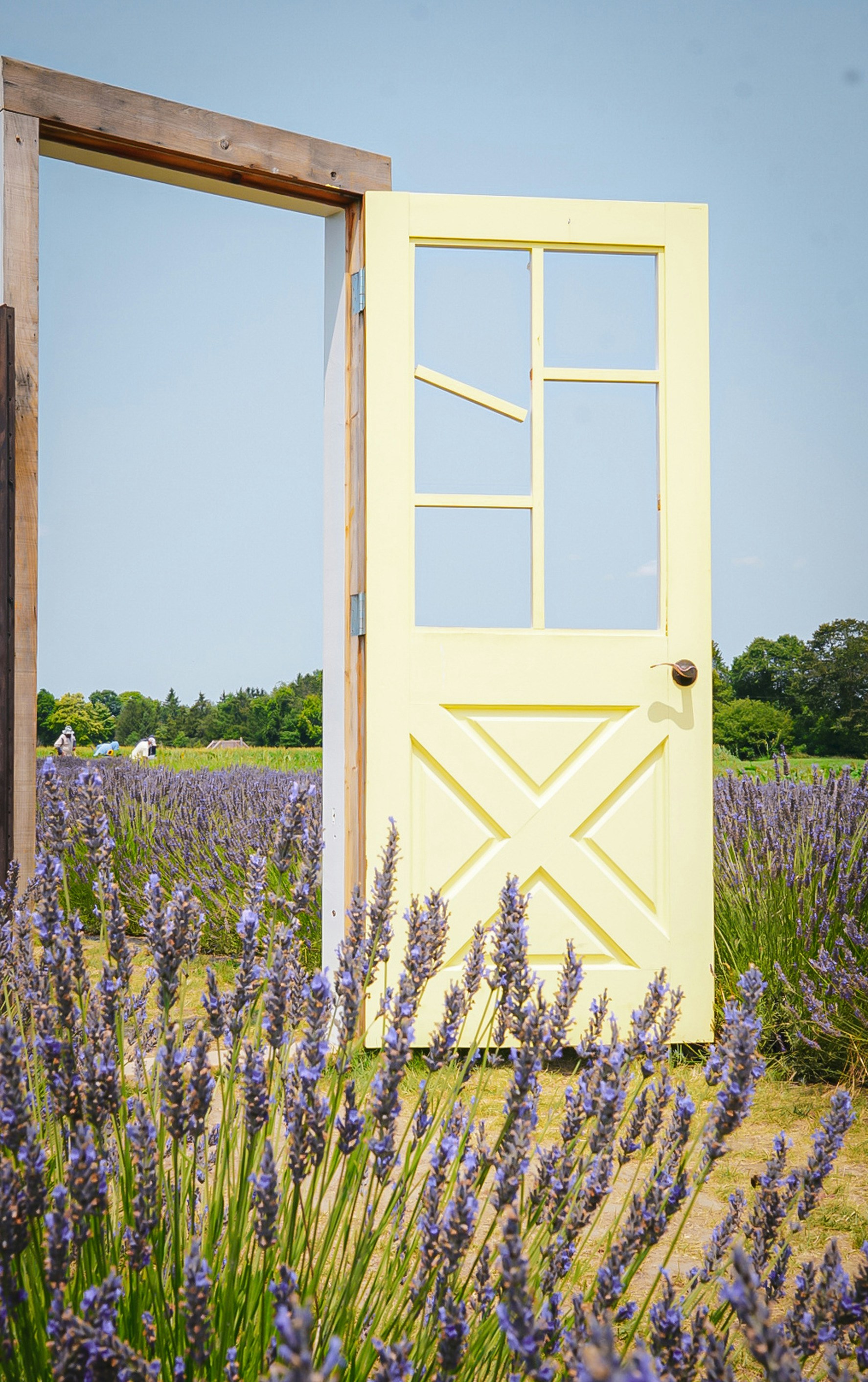 Portal in Bloom: a Sunlit Yellow Door Among Lavender Rows